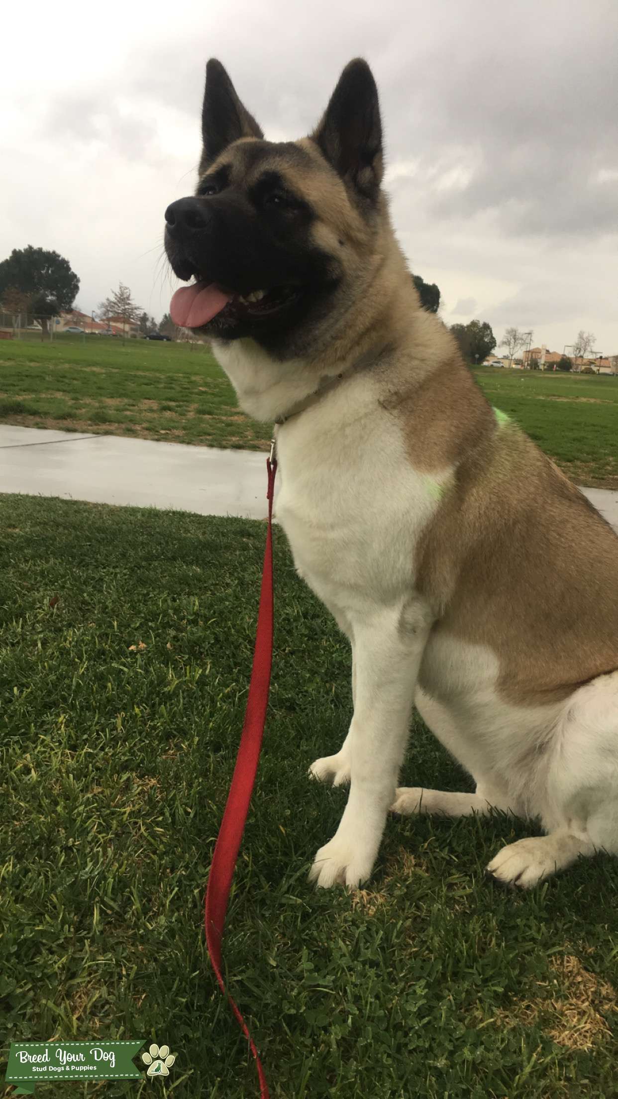 Female Akita - Stud Dog in California , the United States | Breed Your Dog