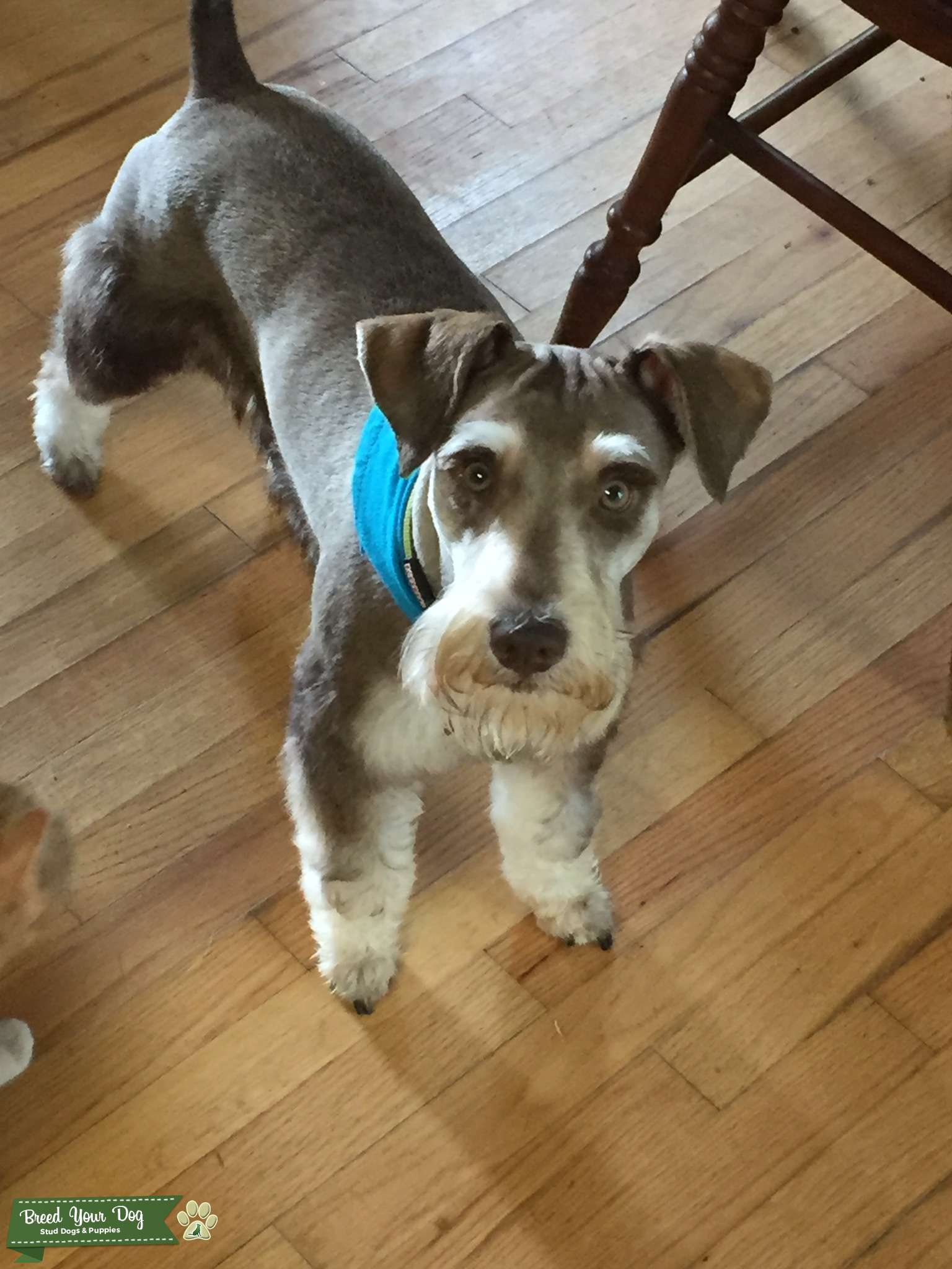 Mini Schnauzer - Stud Dog in North Carolina , the United States | Breed ...