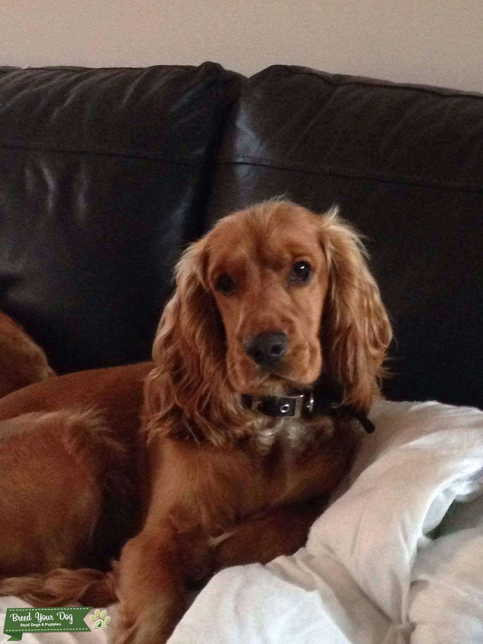 Health tested cocker spaniel stud - Stud Dog in Gloucestershire, the ...