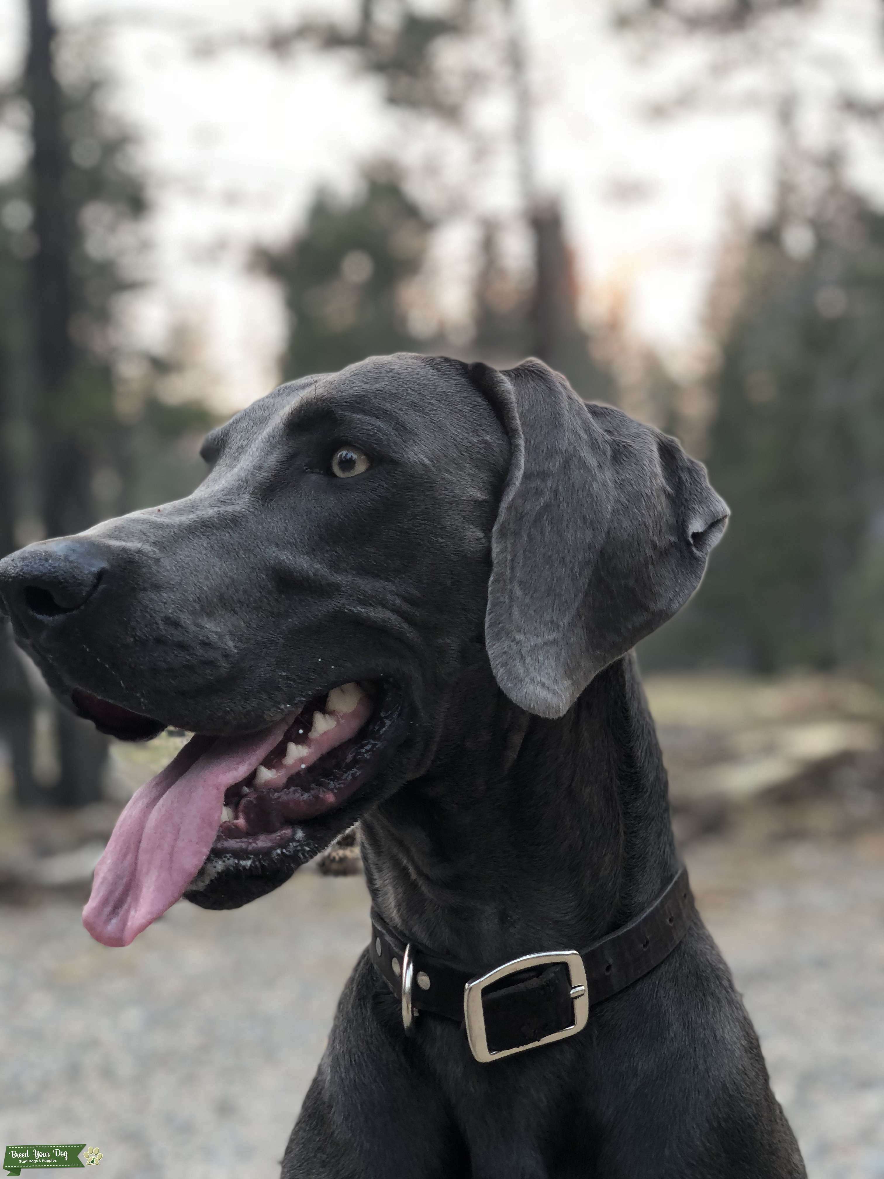 2 Year Old Blue Weim - Stud Dog South Lake Tahoe - Breed Your Dog