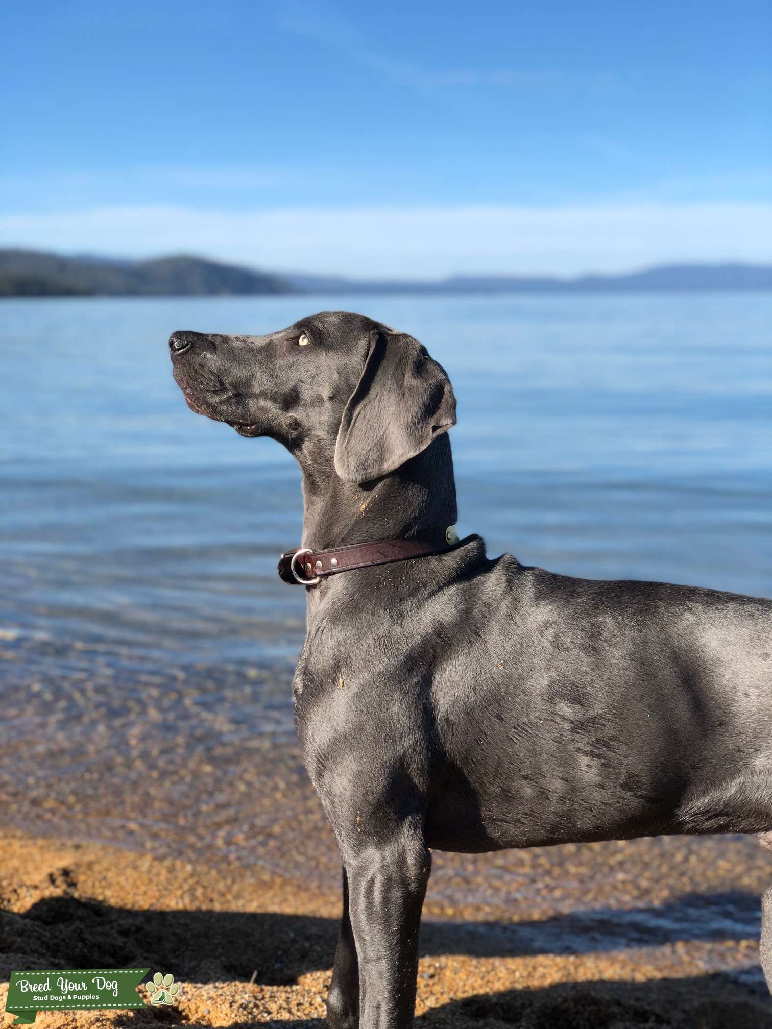 2 Year Old Blue Weim - Stud Dog South Lake Tahoe - Breed Your Dog