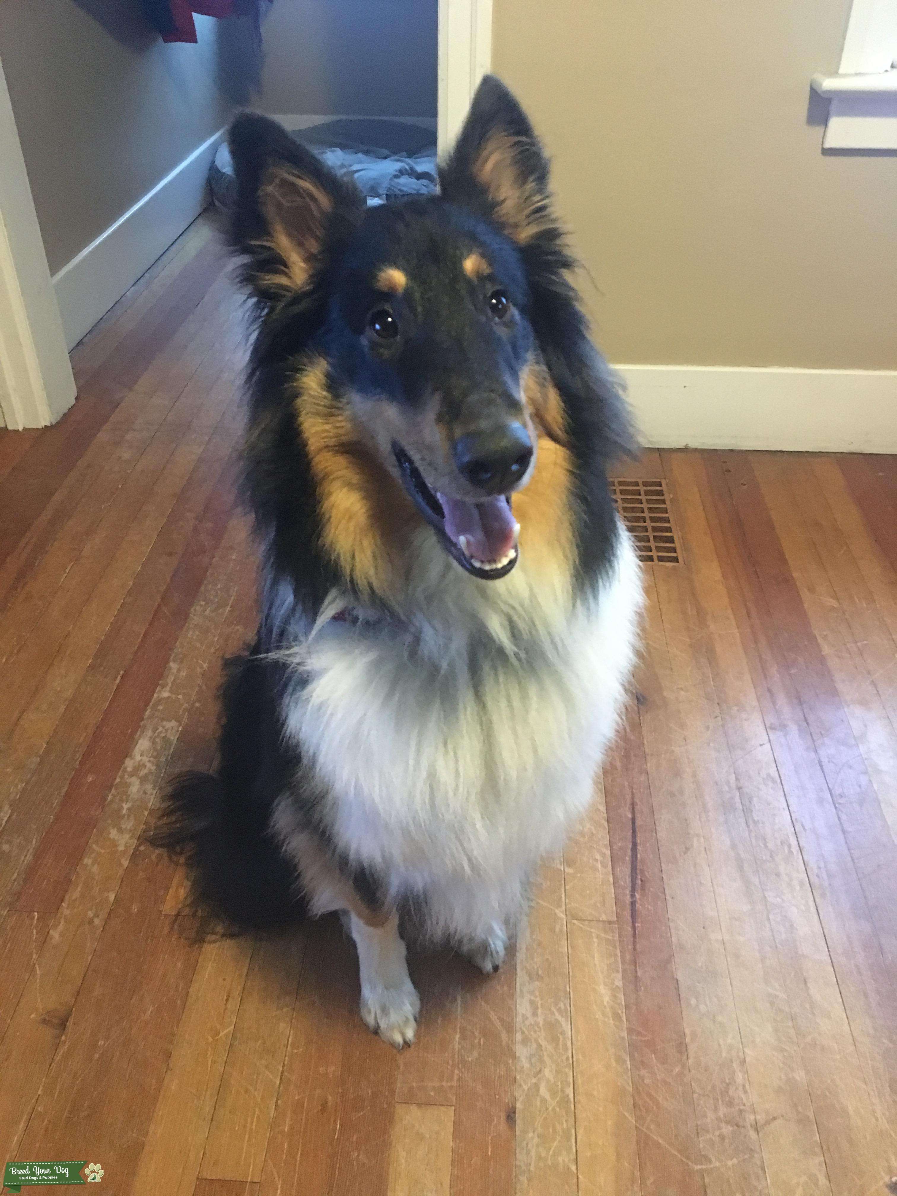 Rough Collie for Stud - Stud Dog in Alberta, the United States | Breed ...