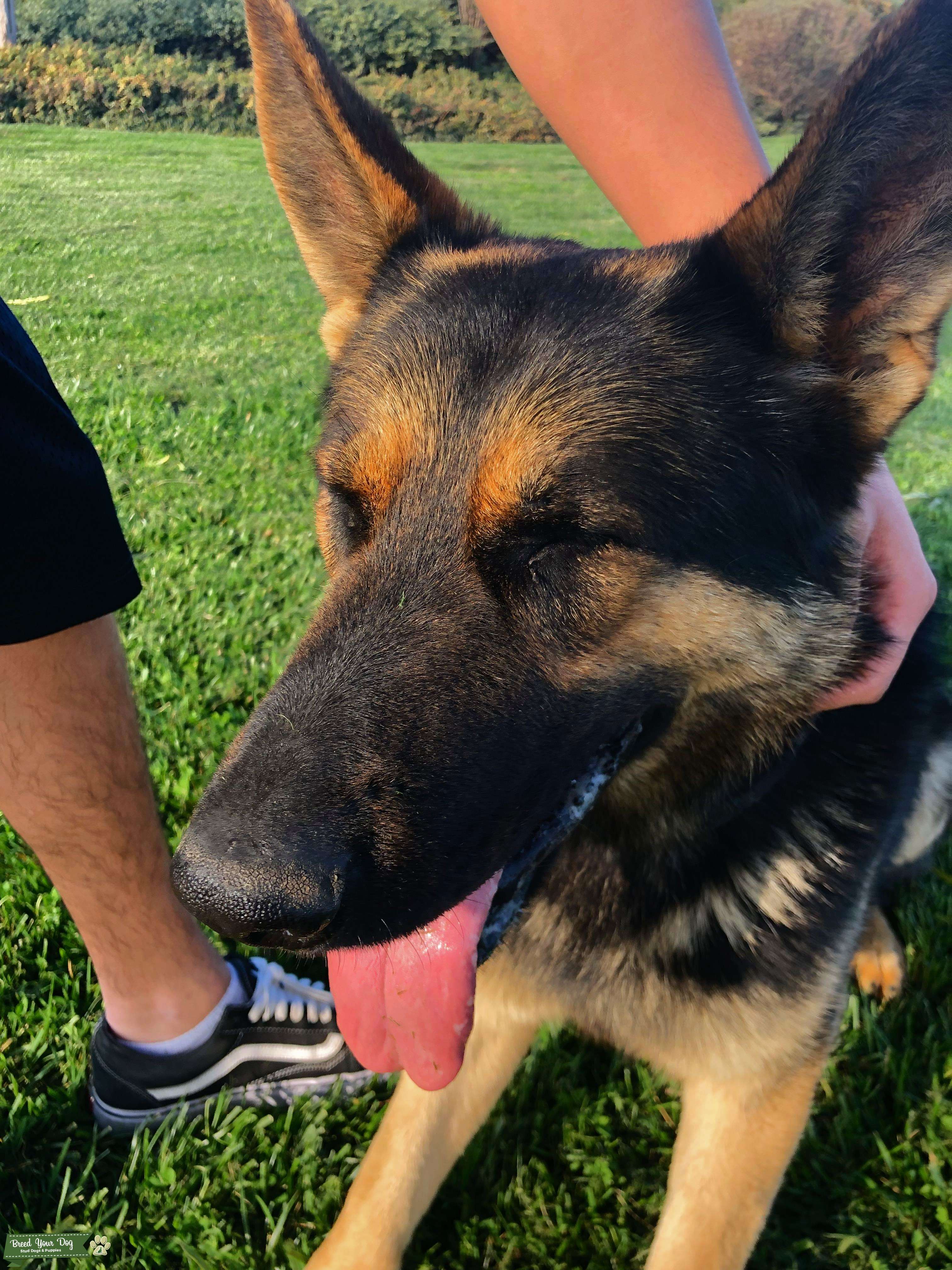 GERMAN SHEPARD, 2 years old - Stud Dog in California, the United States ...