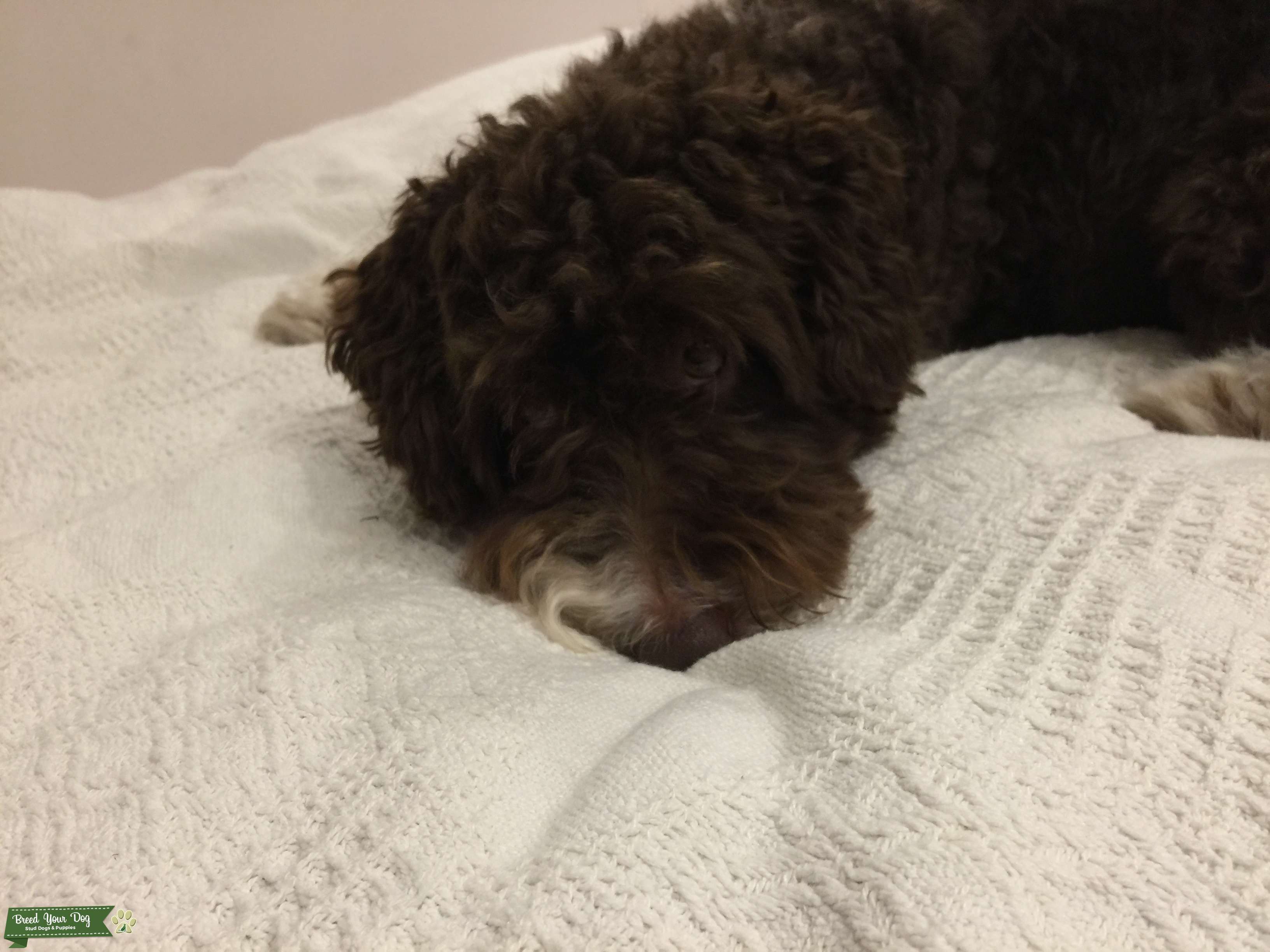 Border collie cross miniature poodle chocolate brown with white ...