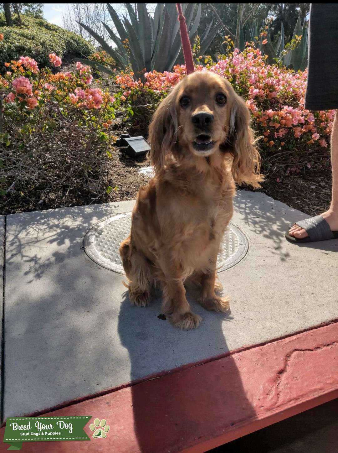 English Cocker Spaniel Female - Stud Dog California - Breed Your Dog