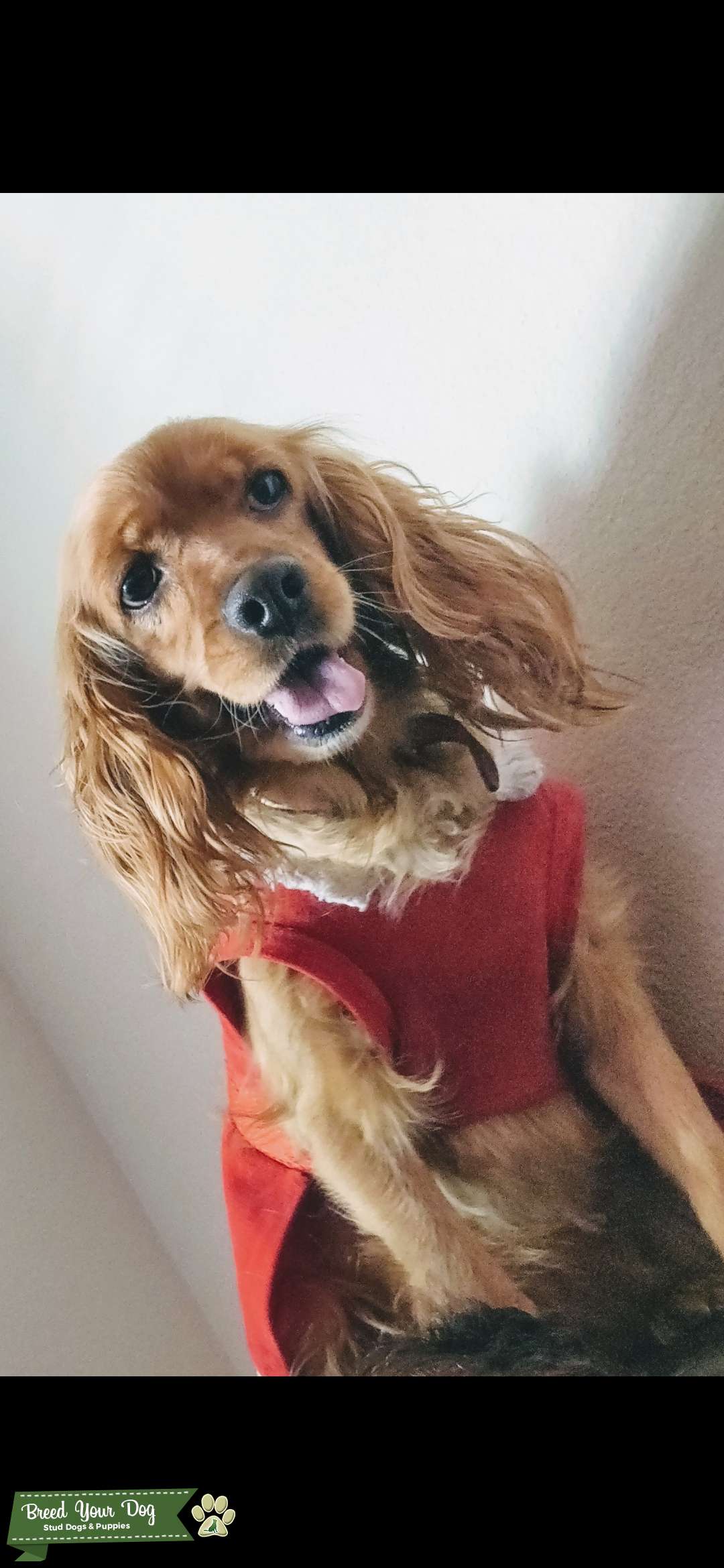 English Cocker Spaniel Female - Stud Dog California - Breed Your Dog