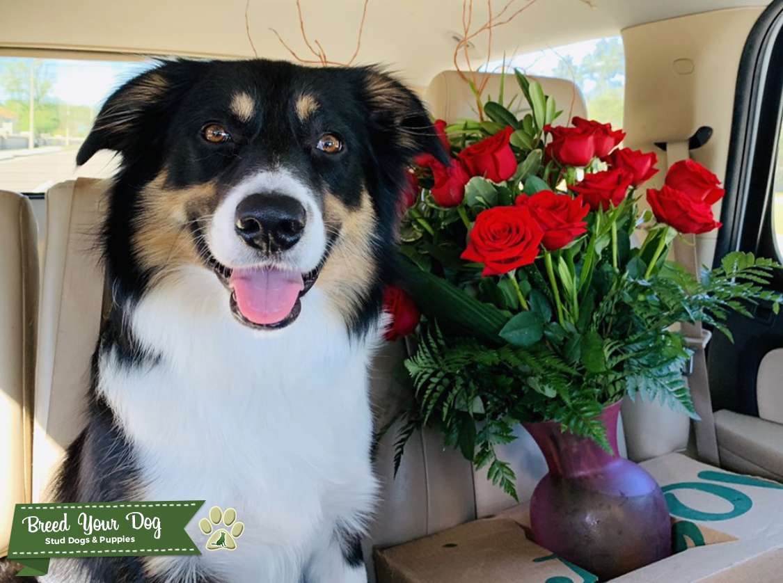 Stud service - Stud Dog in Jacksonville Florida , the United States ...