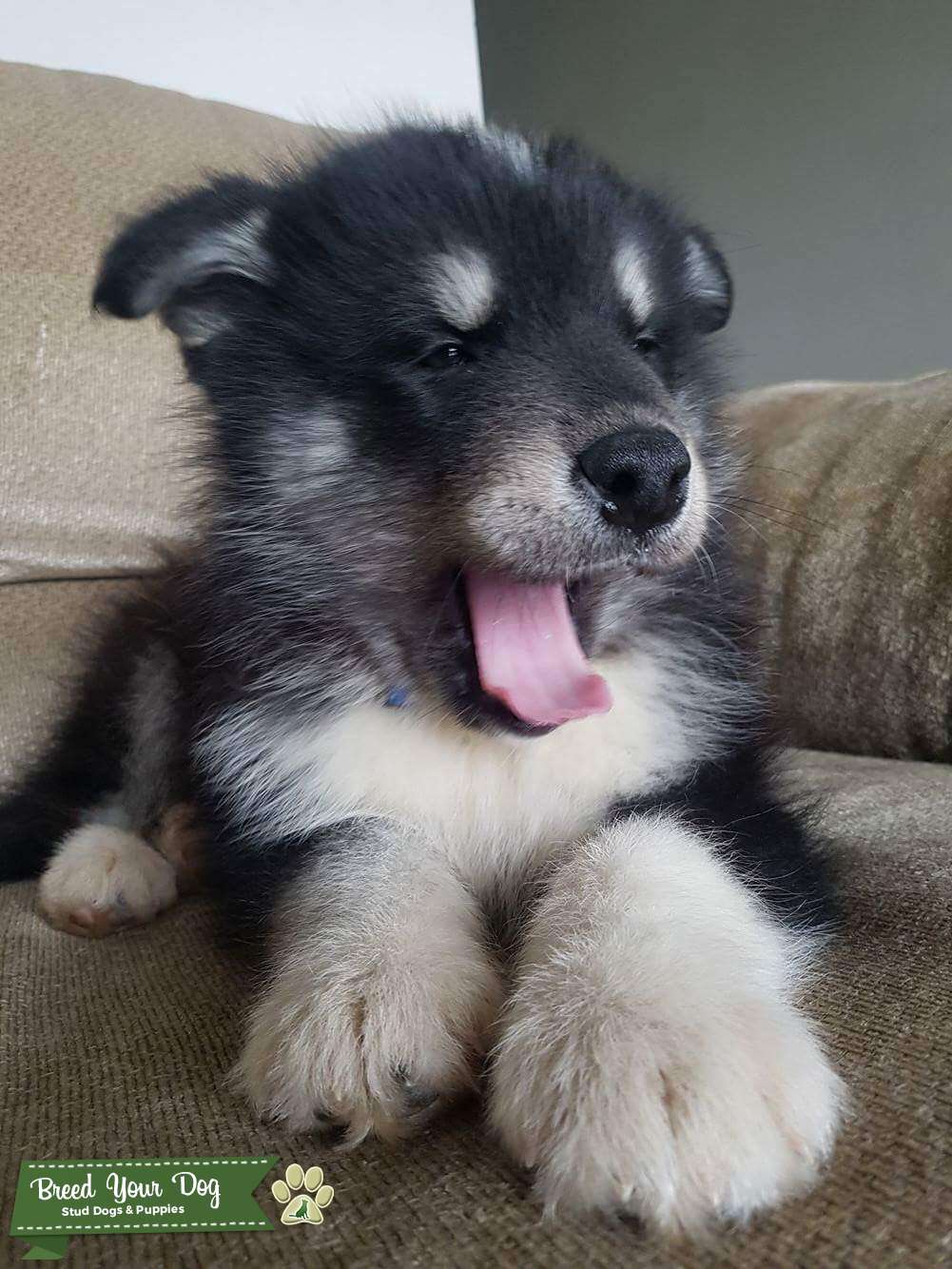 Malamute x Samoyed for Stud - Stud Dog in Ontario, the United States ...