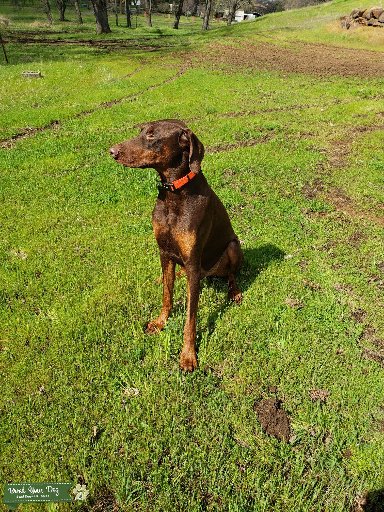 Rust Doberman - Stud Dog in CA, the United States | Breed Your Dog