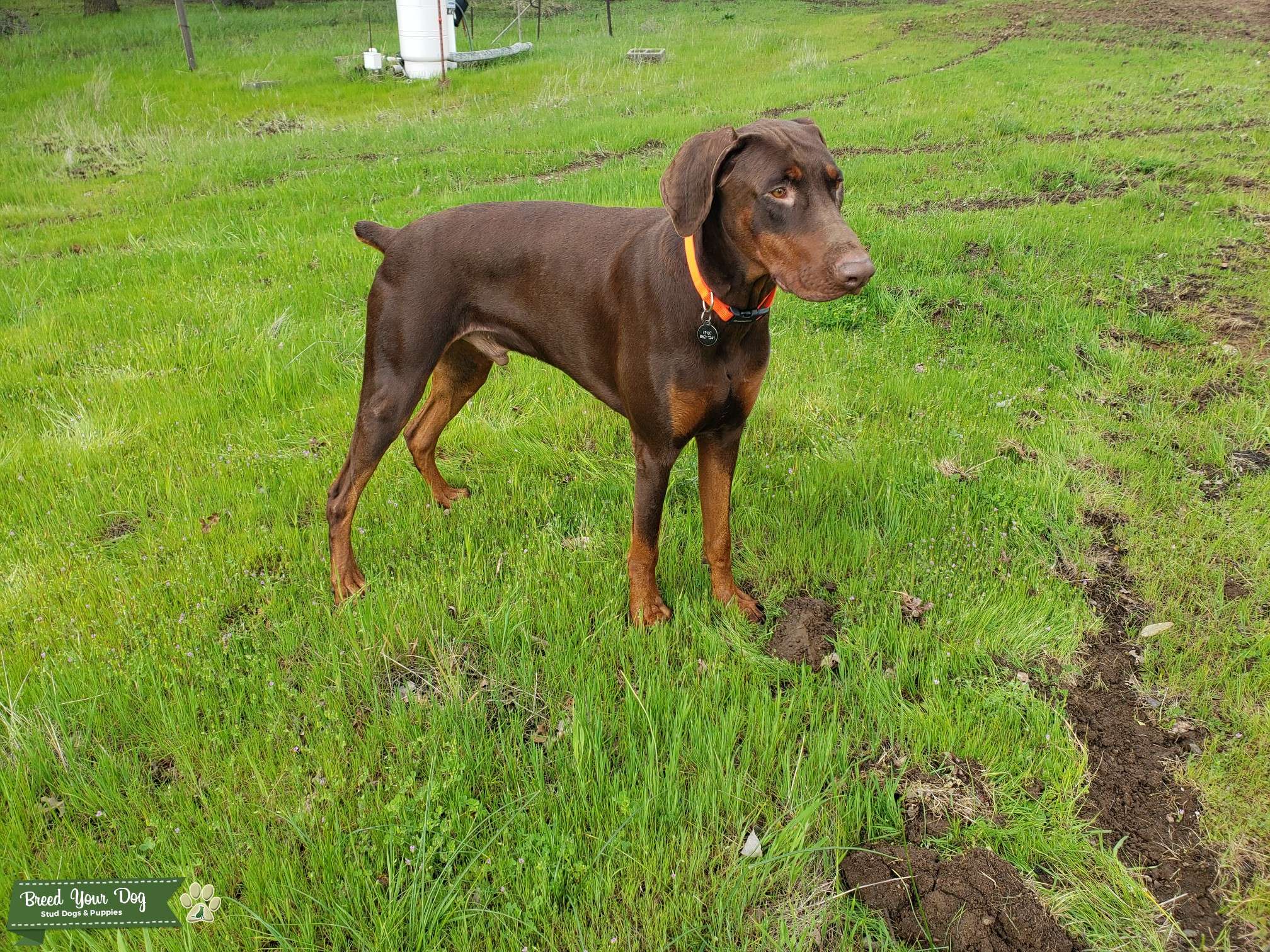 Rust Doberman - Stud Dog in CA, the United States | Breed Your Dog