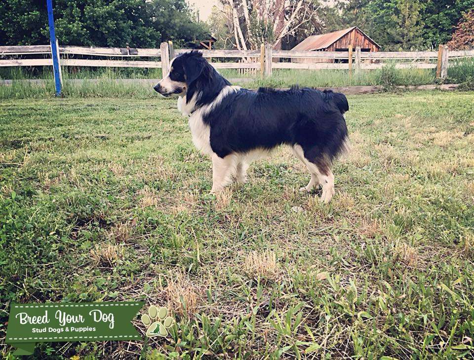 ASDR Miniature Aussie Stud - Stud Dog in Oregon , United States | Breed ...