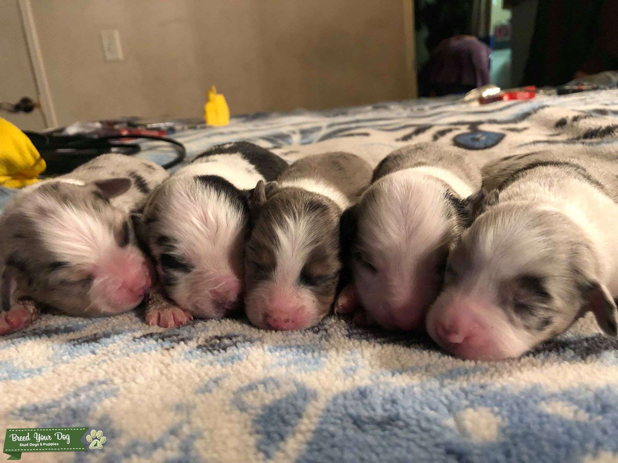 ASDR Miniature Aussie Stud - Stud Dog in Oregon , United States | Breed ...