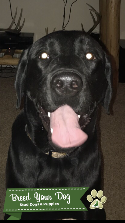 Black Lab Stud - Stud Dog in Wisconsin, United States | Breed Your Dog
