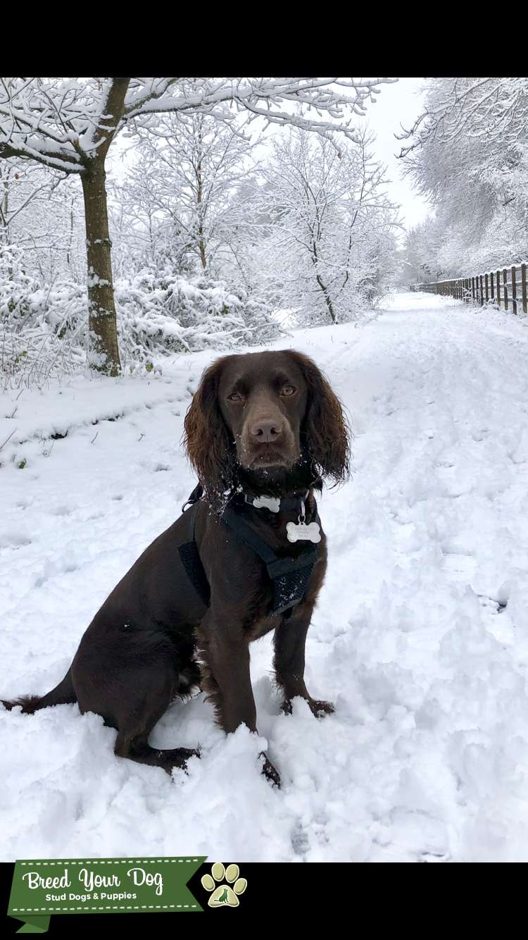 Working Cocker Spaniel Stud - Stud Dog in Cheshire , the United States ...