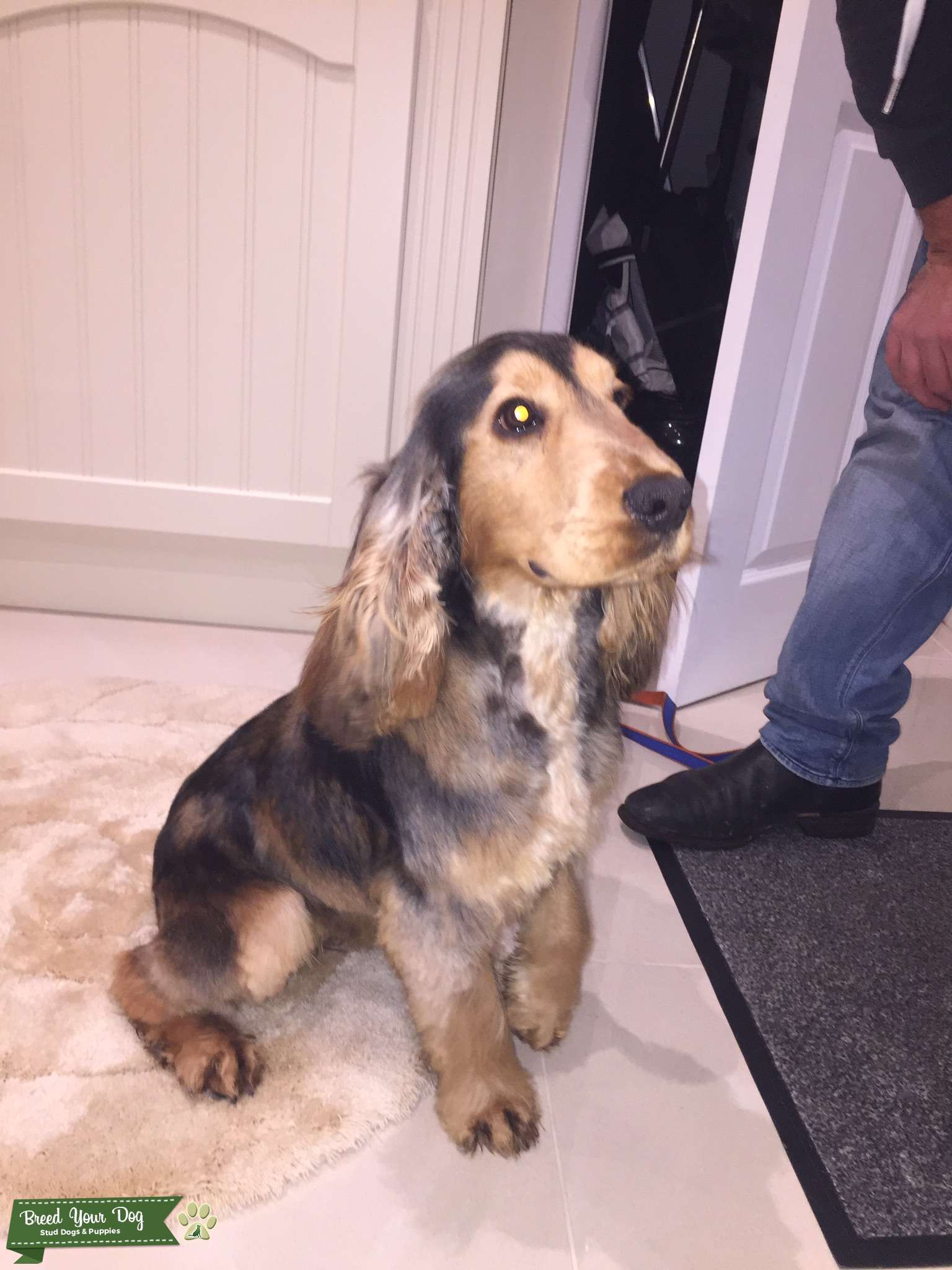 **show cocker spaniel STUD** - Stud Dog Nottinghamshire - Breed Your Dog