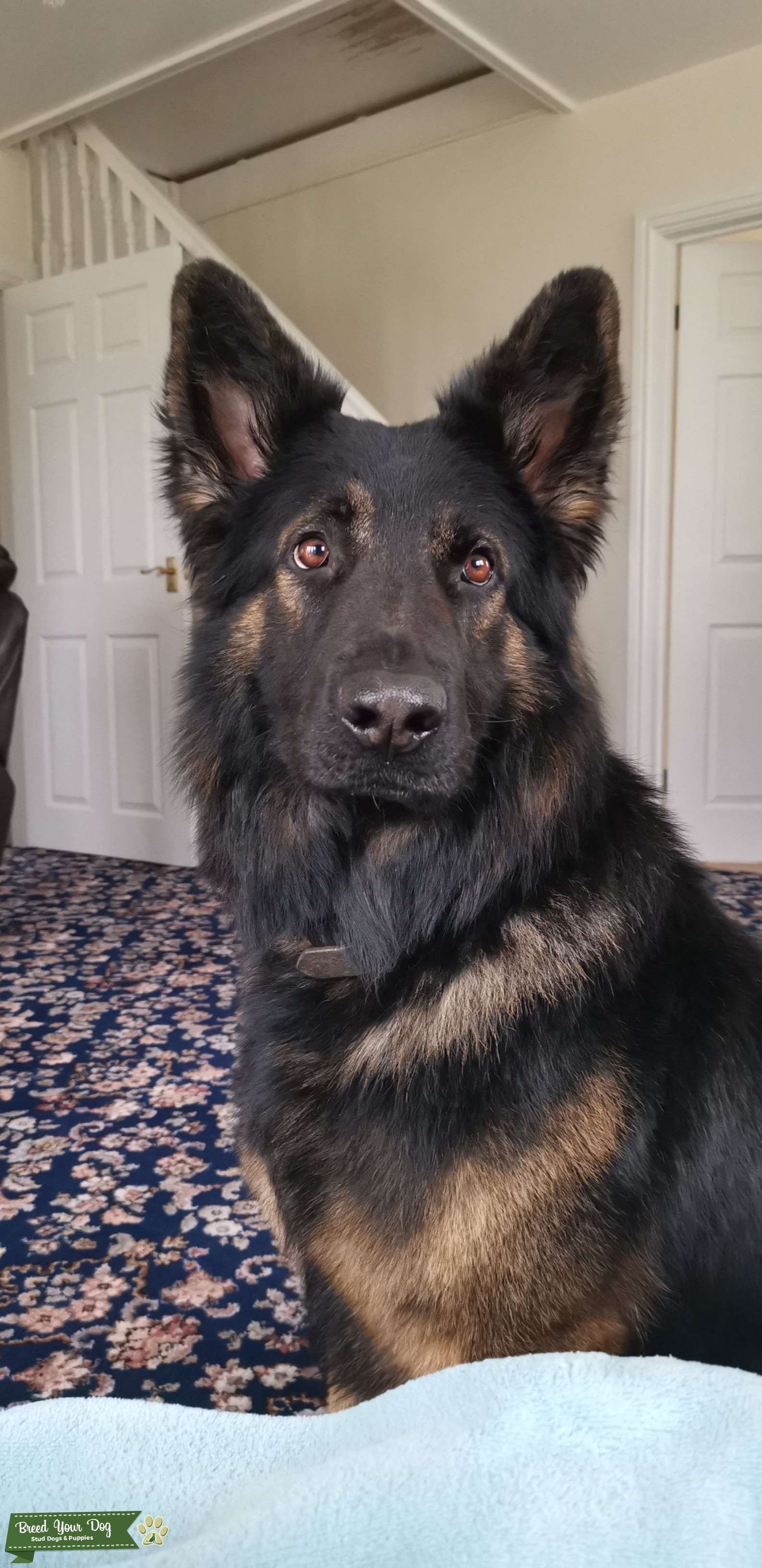 German shepherd stud dog - Stud Dog Wales - Breed Your Dog