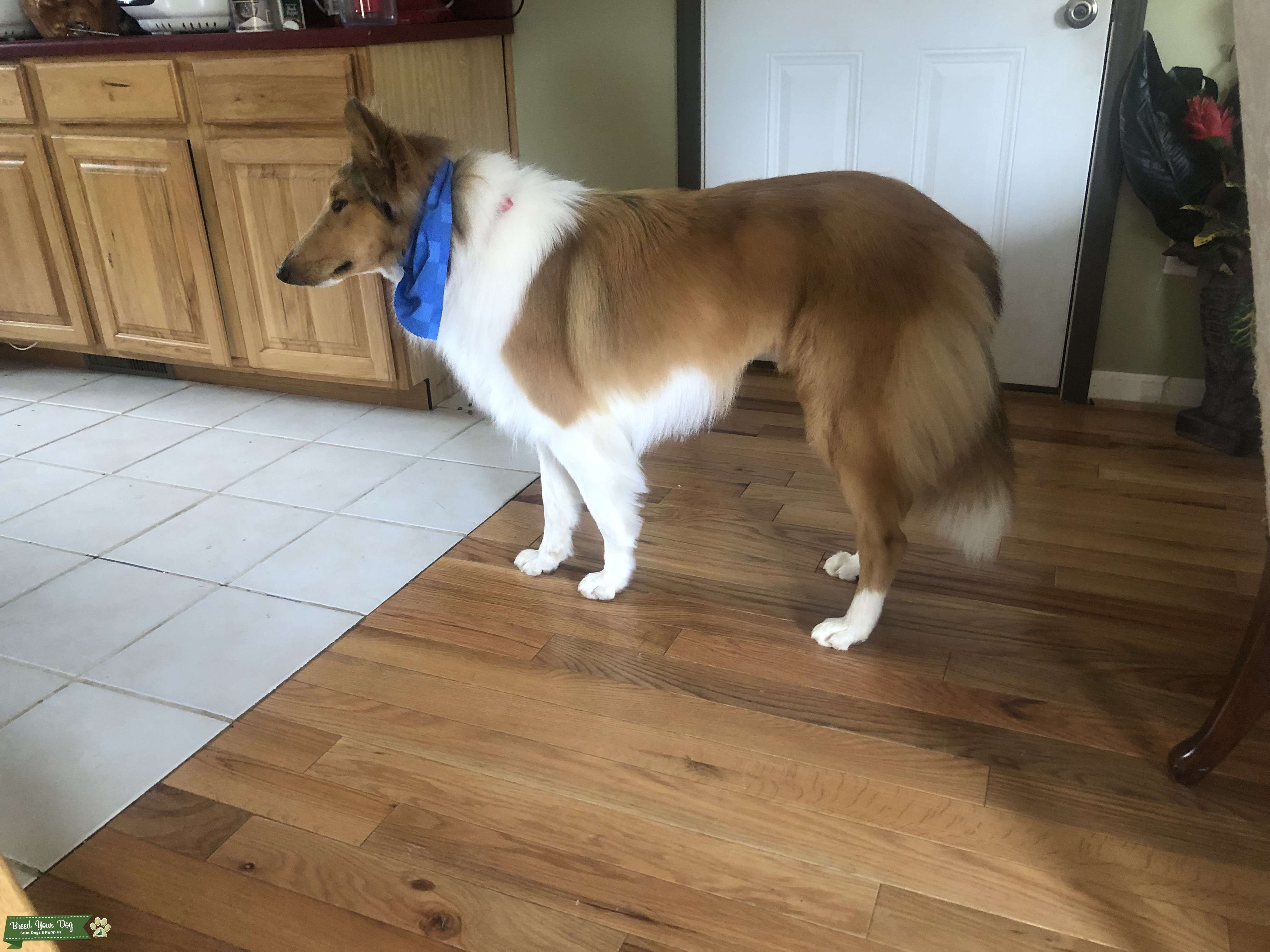 Sable Rough Collie Stud Full AKC registered - Stud Dog in North ...