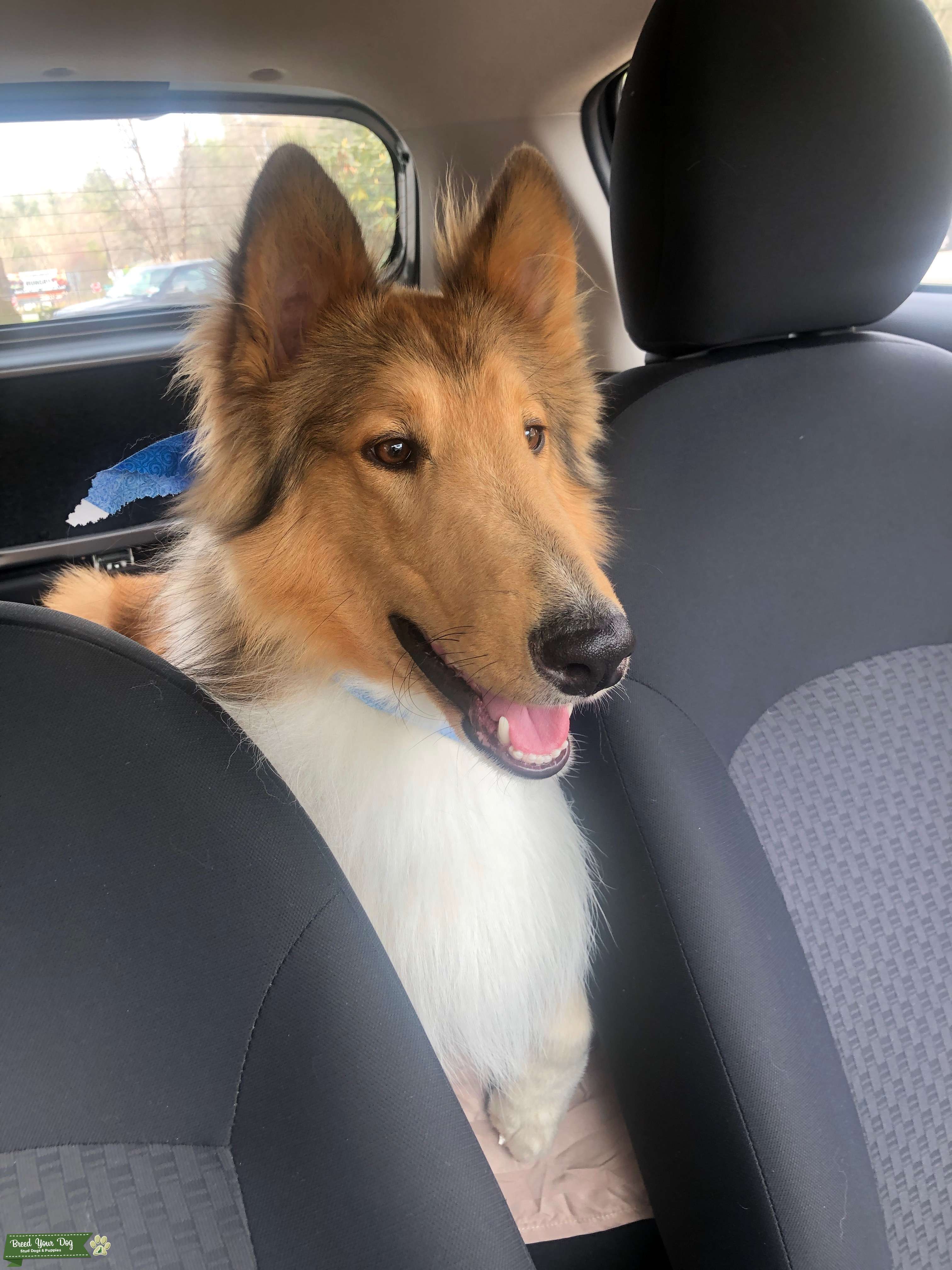 Sable Rough Collie Stud Full AKC registered - Stud Dog in North ...