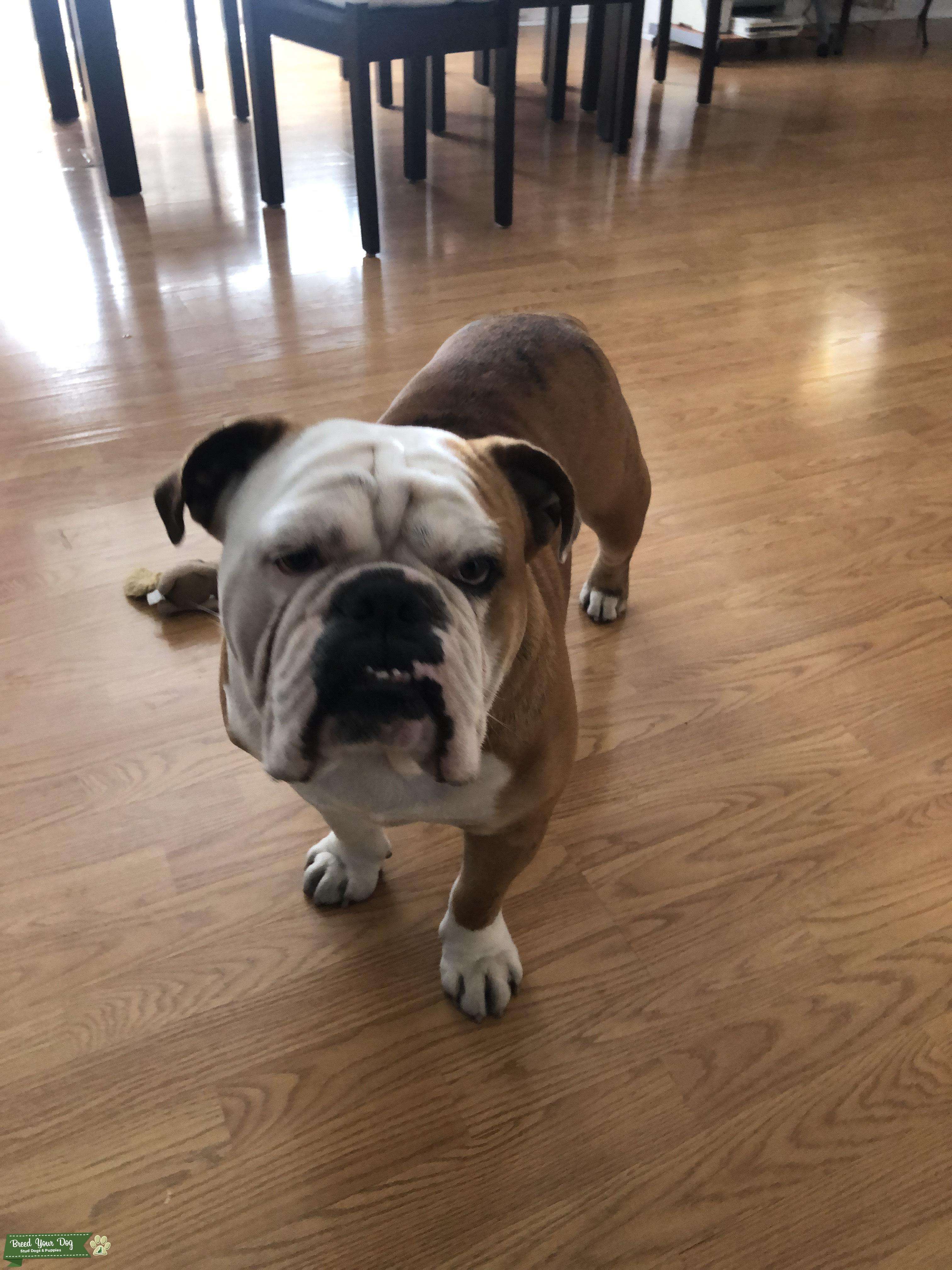 Tiger Striped English Bulldog - Stud Dog in Los Angeles, California ...