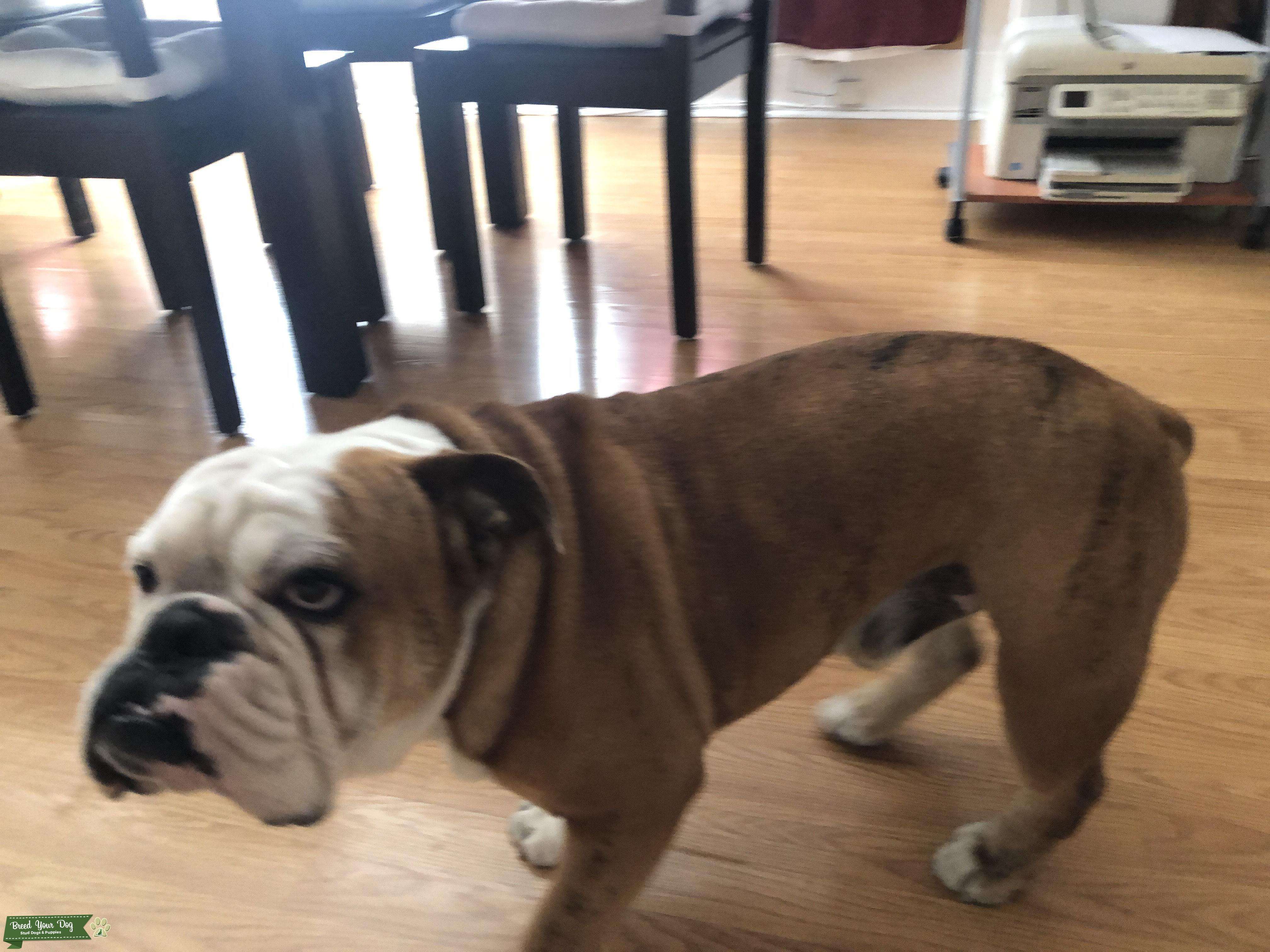 Tiger Striped English Bulldog - Stud Dog in Los Angeles, California ...