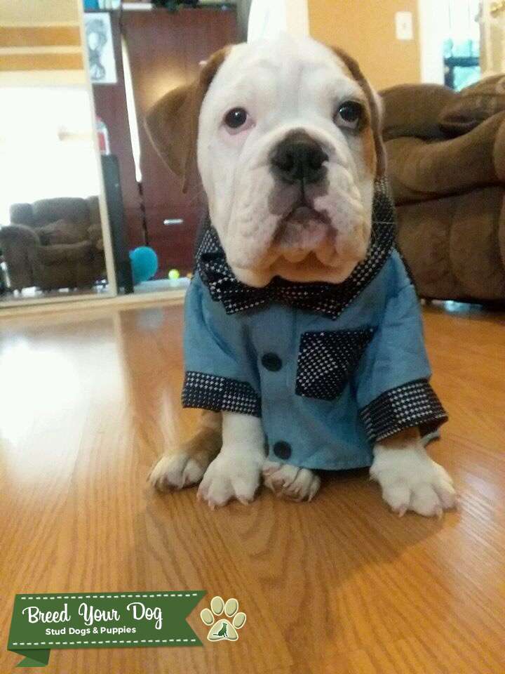 Tiger Striped English Bulldog - Stud Dog in Los Angeles, California ...