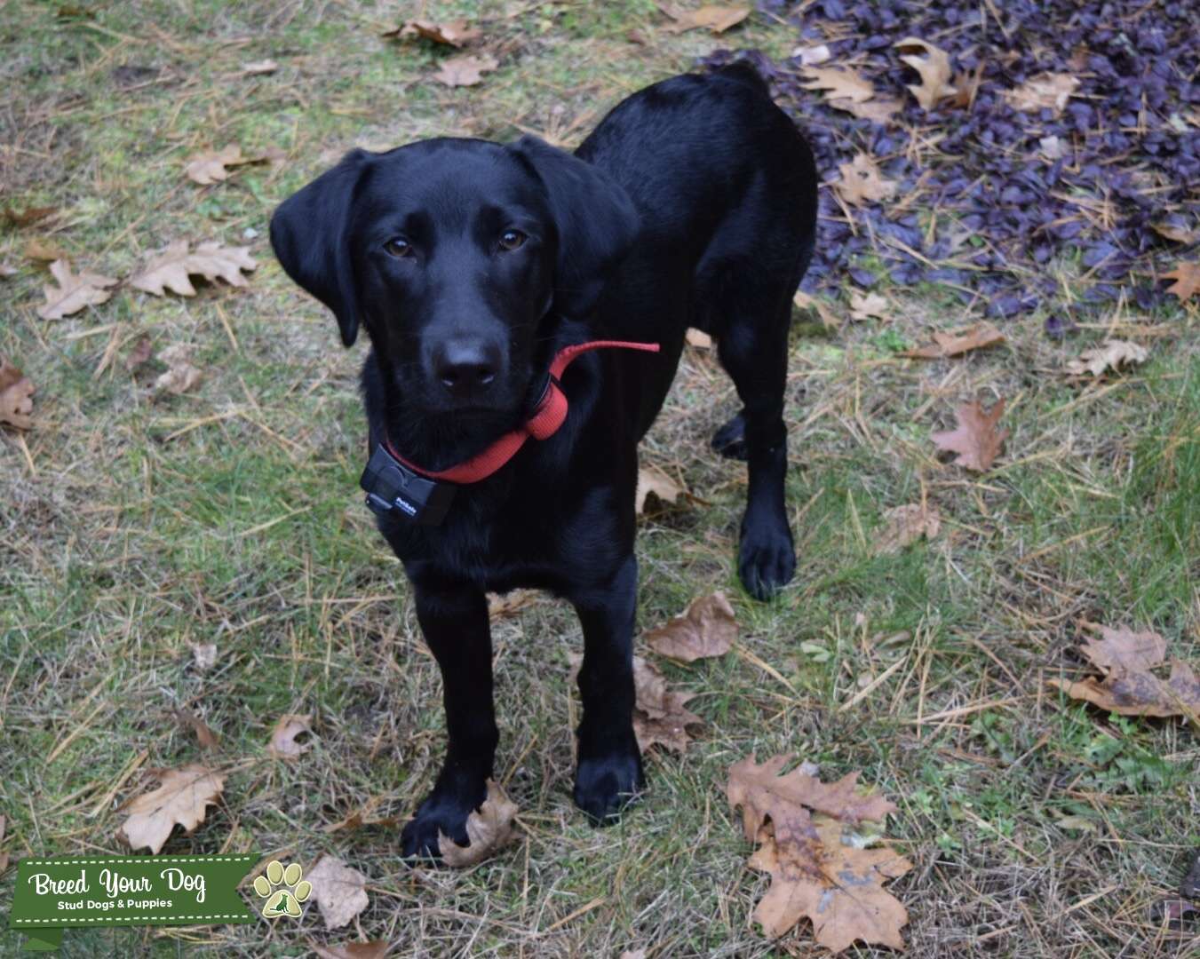 Black Labrador Stud - Stud Dog in Maine, the United States | Breed Your Dog