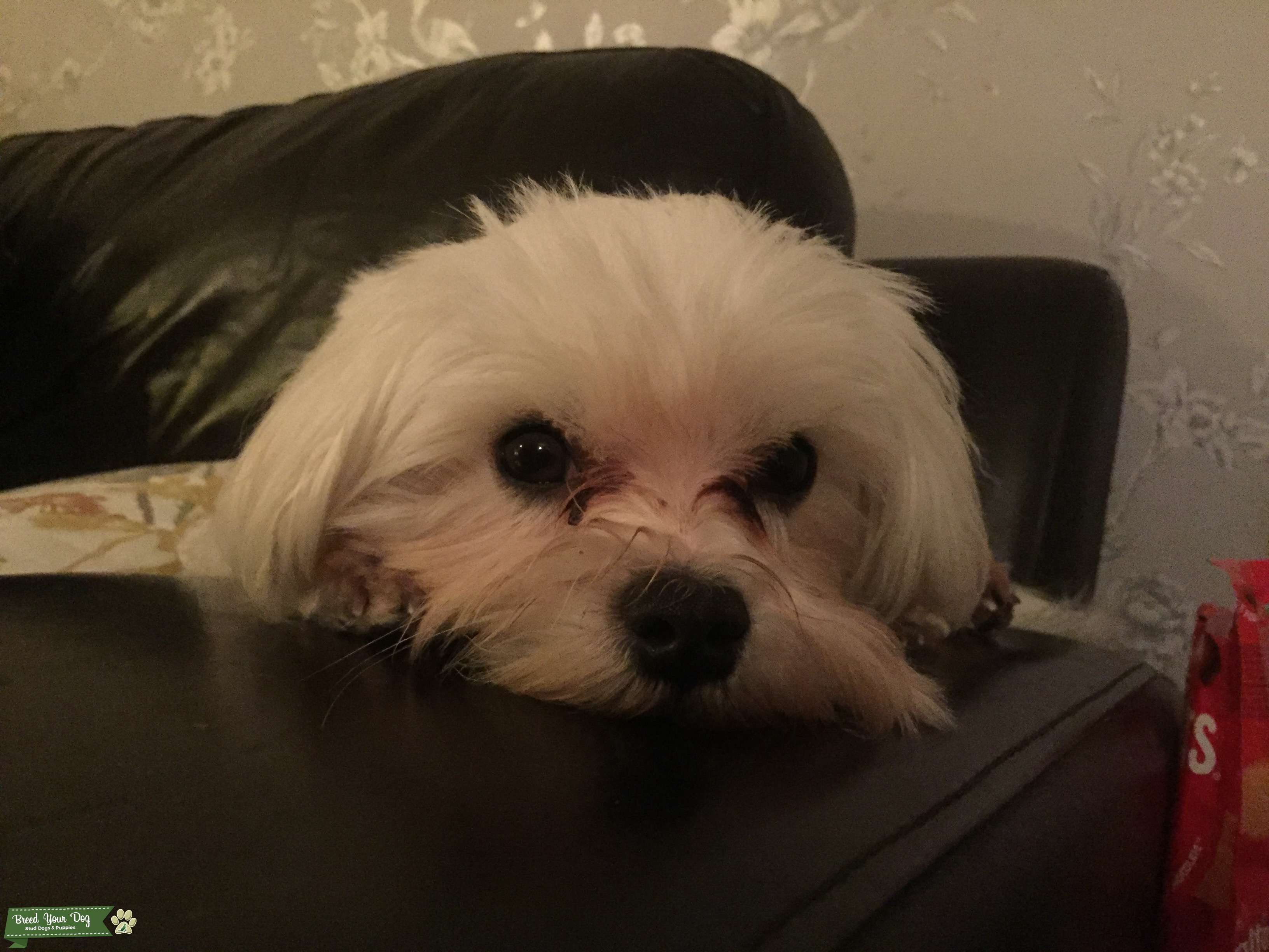 Proven stud-beautiful Maltese terrier - Stud Dog East Yorkshire - Breed ...
