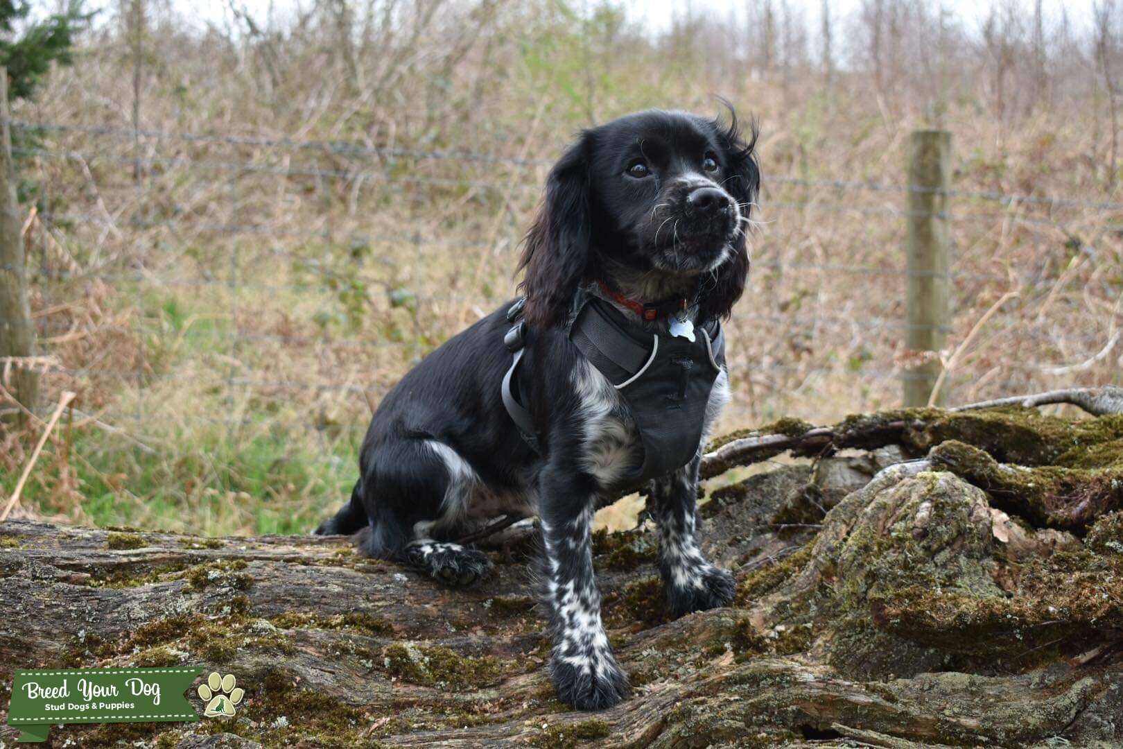 Stud Dog - Blue Roan Cockalier - Stud Dog in Powys, the United States ...