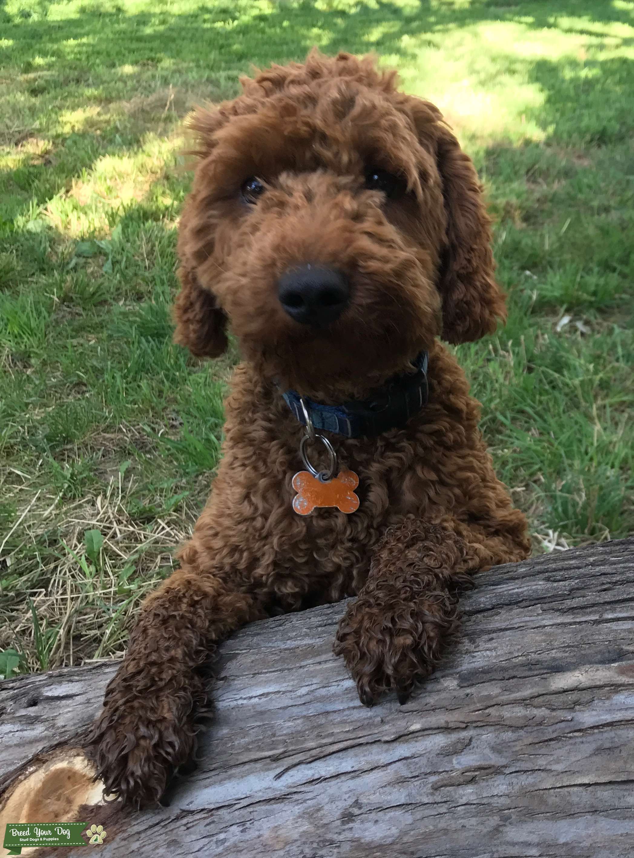 Red Moyen Poodle - Stud Dog in Idaho, the United States | Breed Your Dog