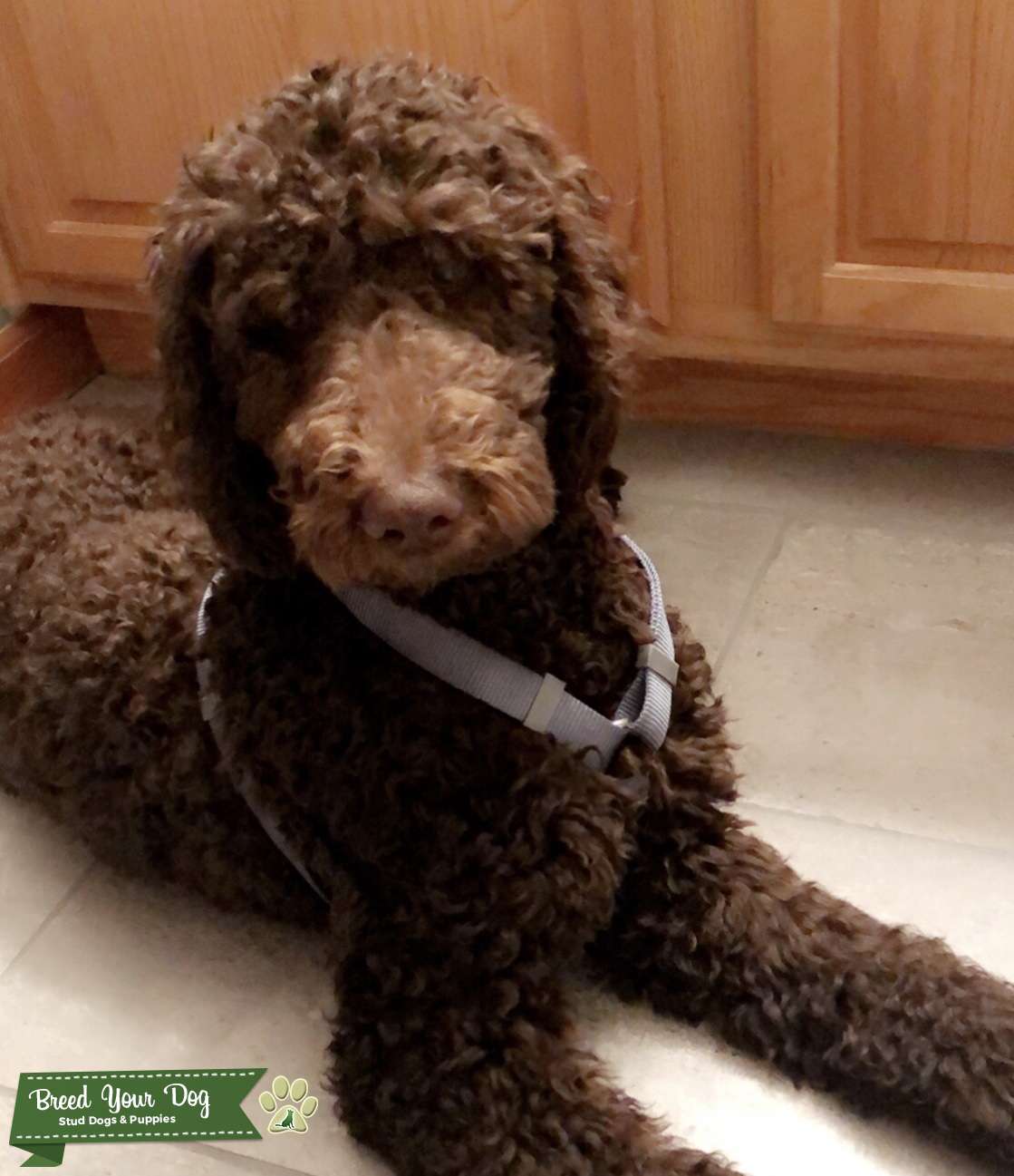 Purebred Standard Poodle - Stud Dog in Indiana, the United States ...