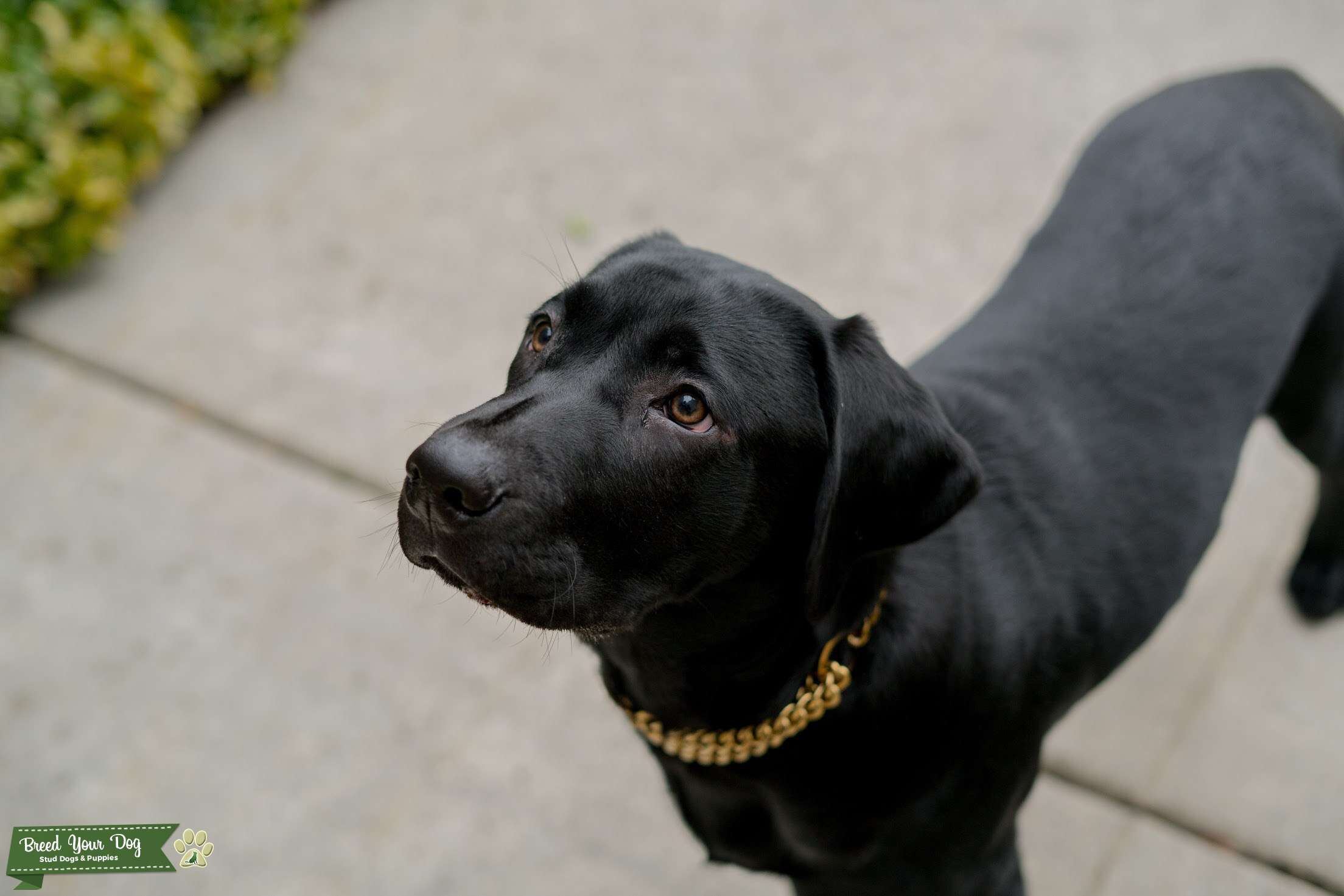 Black labrador. Cuddly, alert, friendly, easily trained - Stud Dog in ...