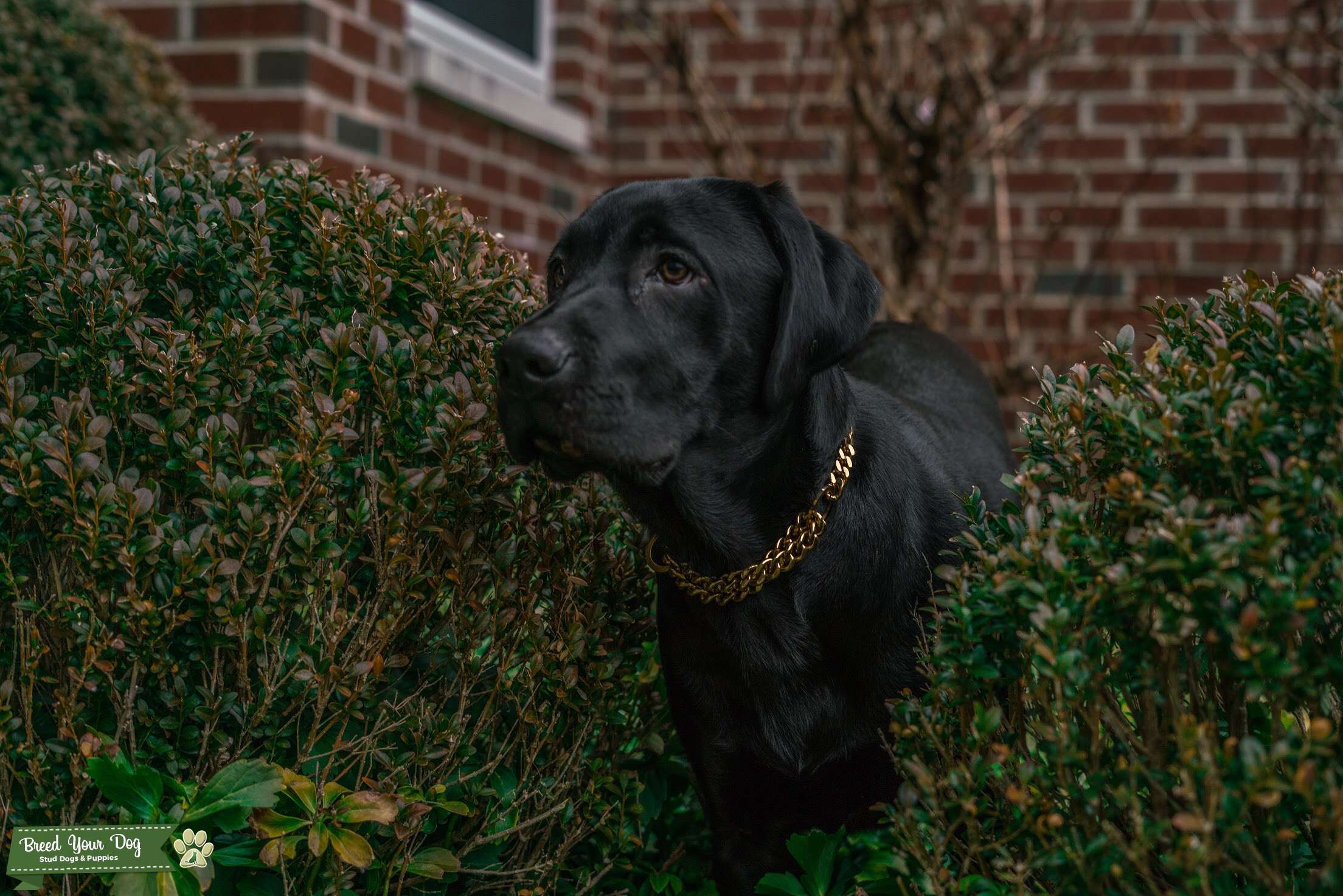 Black labrador. Cuddly, alert, friendly, easily trained - Stud Dog in ...