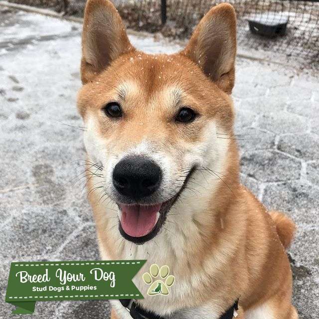 Male Shiba Inu - Stud Dog in New York, the United States | Breed Your Dog