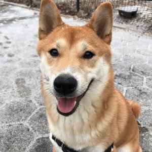 Male Shiba Inu - Stud Dog in New York, the United States | Breed Your Dog