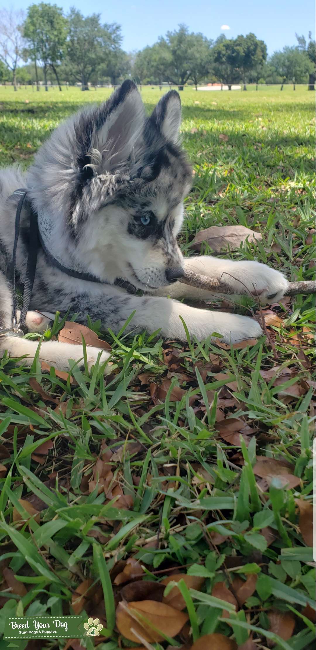 Blue merle female Pomsky - Stud Dog in Miami, fl, United States | Breed ...