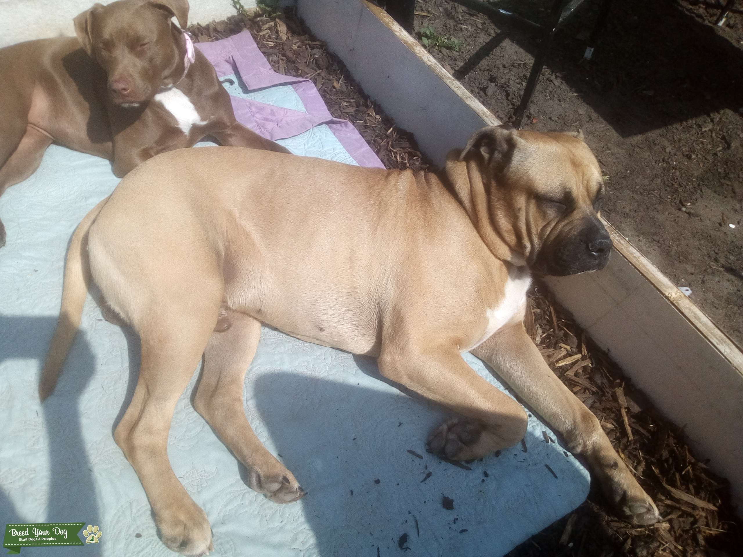 Bullmastif cross, stunning nature - Stud Dog in Cheshire, the United ...