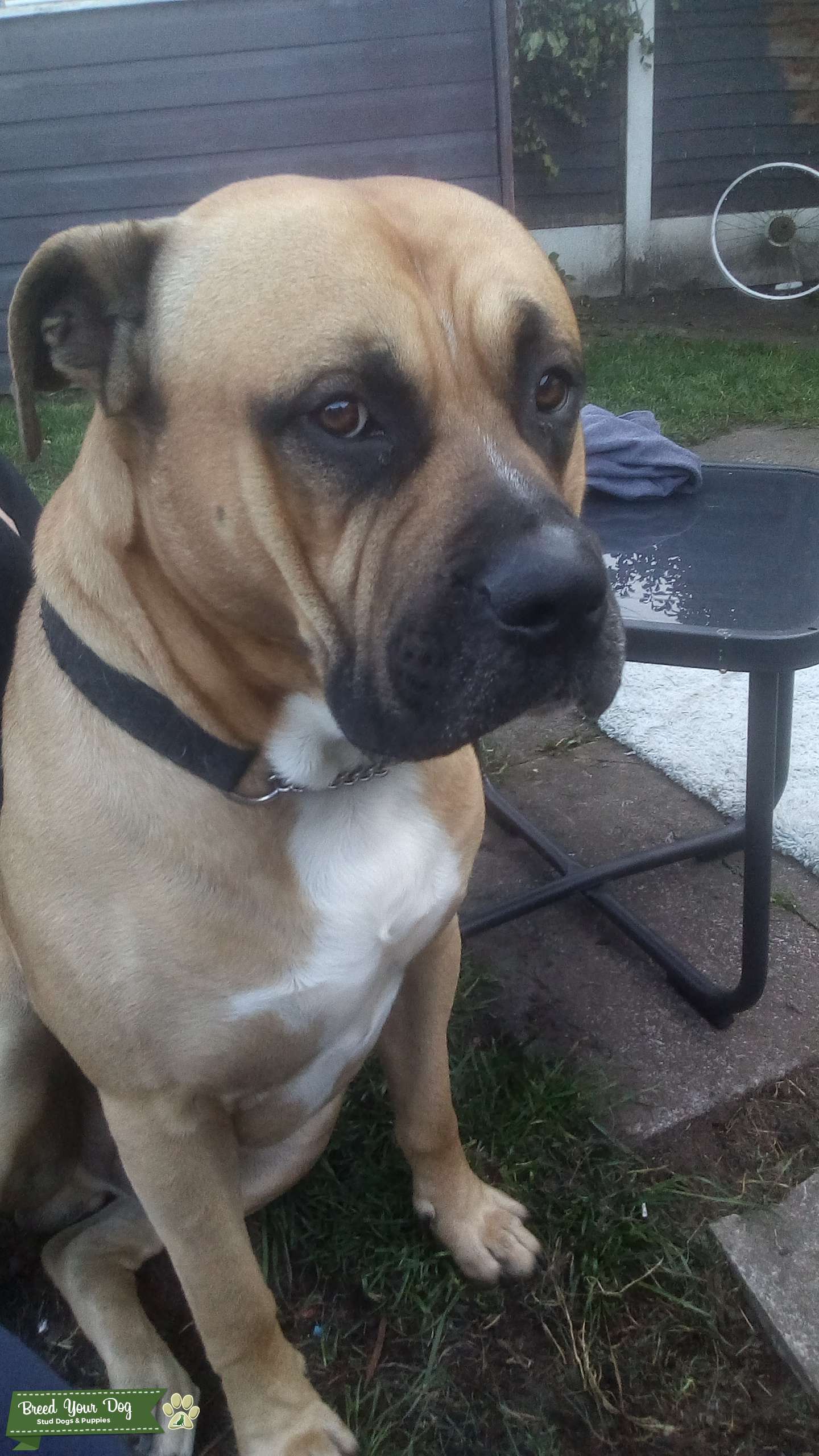 Bullmastif cross, stunning nature - Stud Dog in Cheshire, the United ...