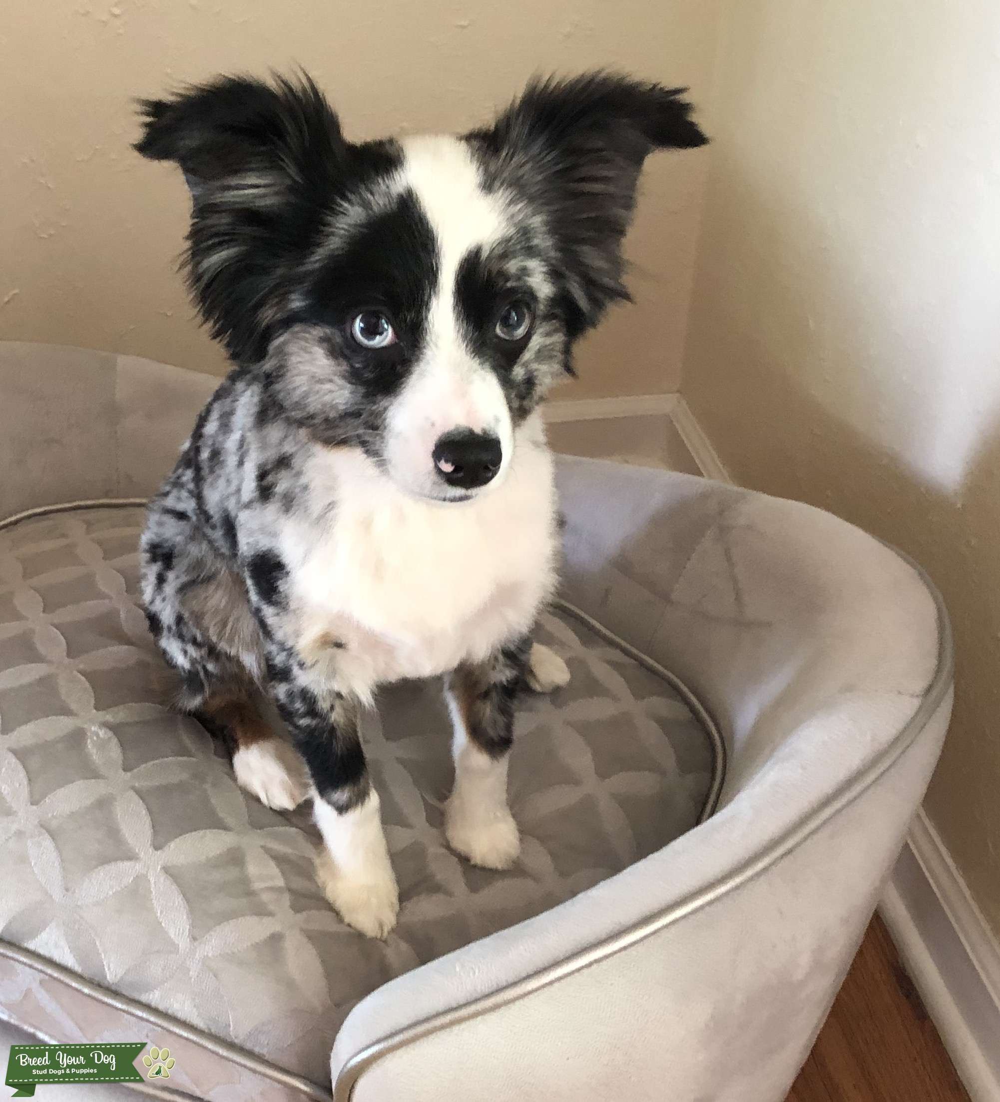 Beautiful Blue Merle Toy Aussie - Stud Dog in Tulsa, Oklahoma, United ...