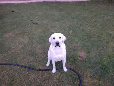 AKC Registered Yellow lab with pure white markings - Stud Dog in ...