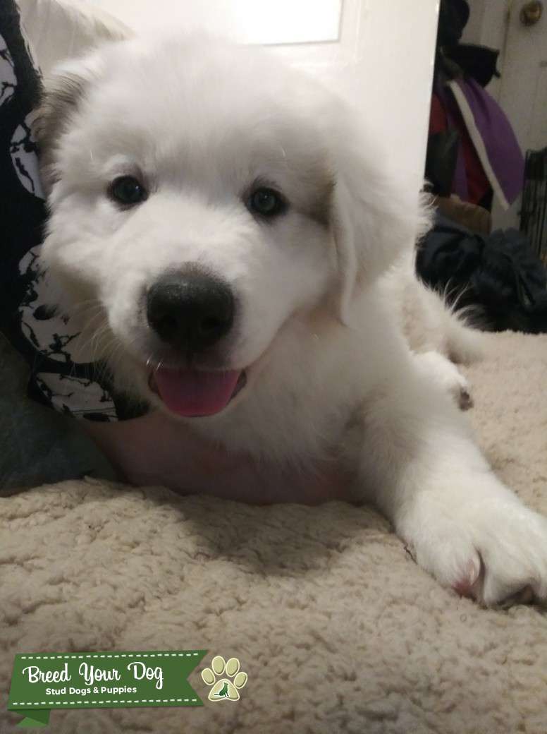 White Tan-Marked Purebred Great Pyrenees - Stud Dog in Pennsylvania ...