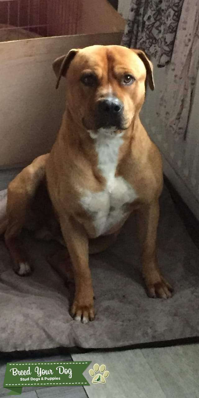 Stud Dog - Staffy cross bullmastif to stud - Breed Your Dog
