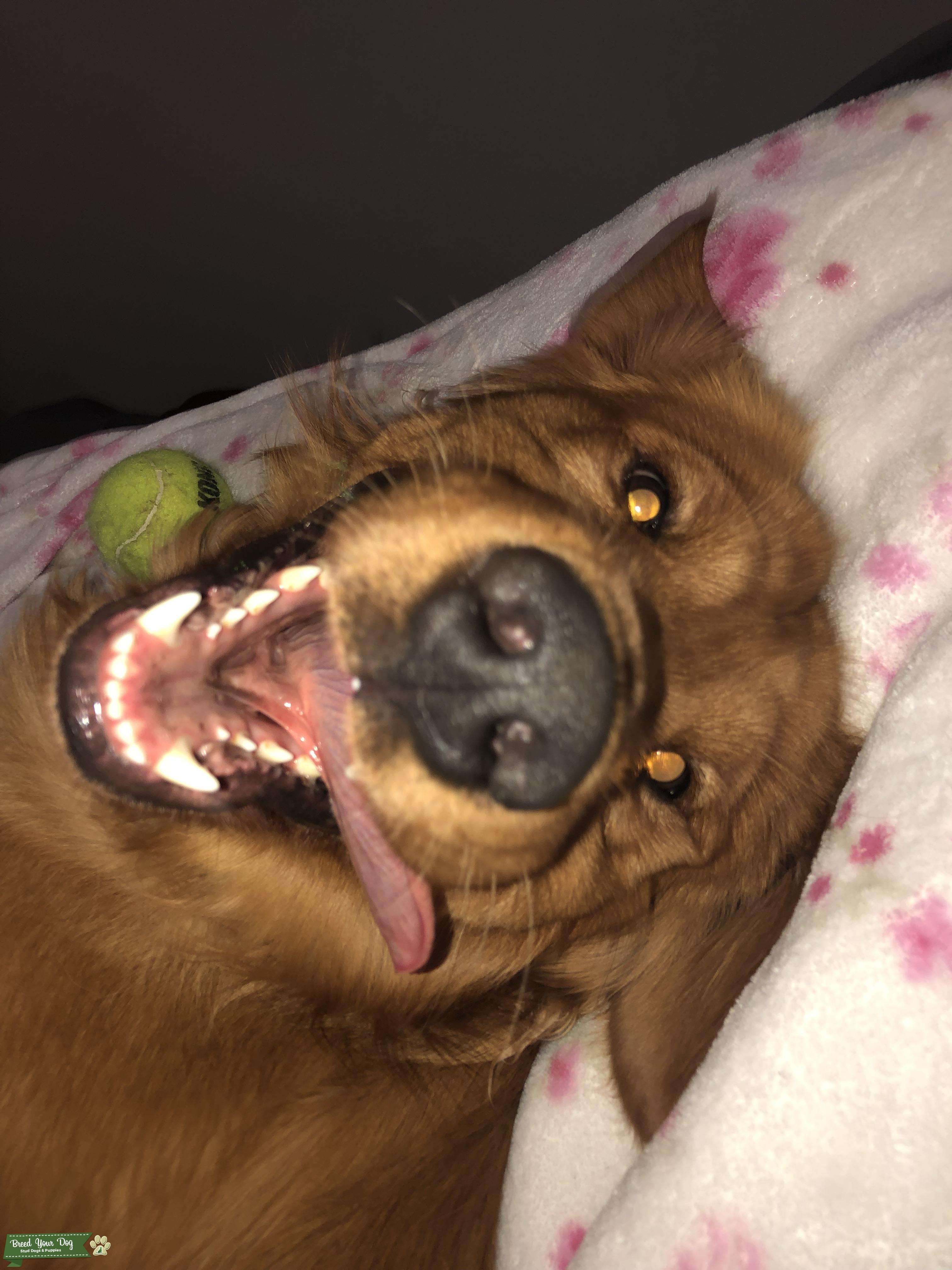 Golden retriever - Stud Dog in NC, the United States | Breed Your Dog