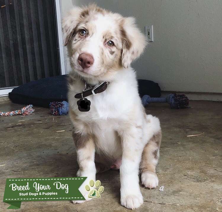 Red Merle Australian Shepherd - Stud Dog in Texas, the Czech Republic ...