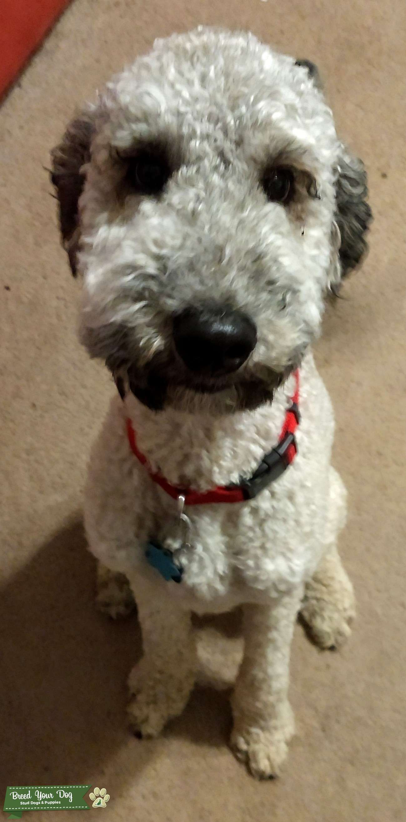 Sable Standard Poodle (Proven) - Stud Dog in Pensacola, the United ...