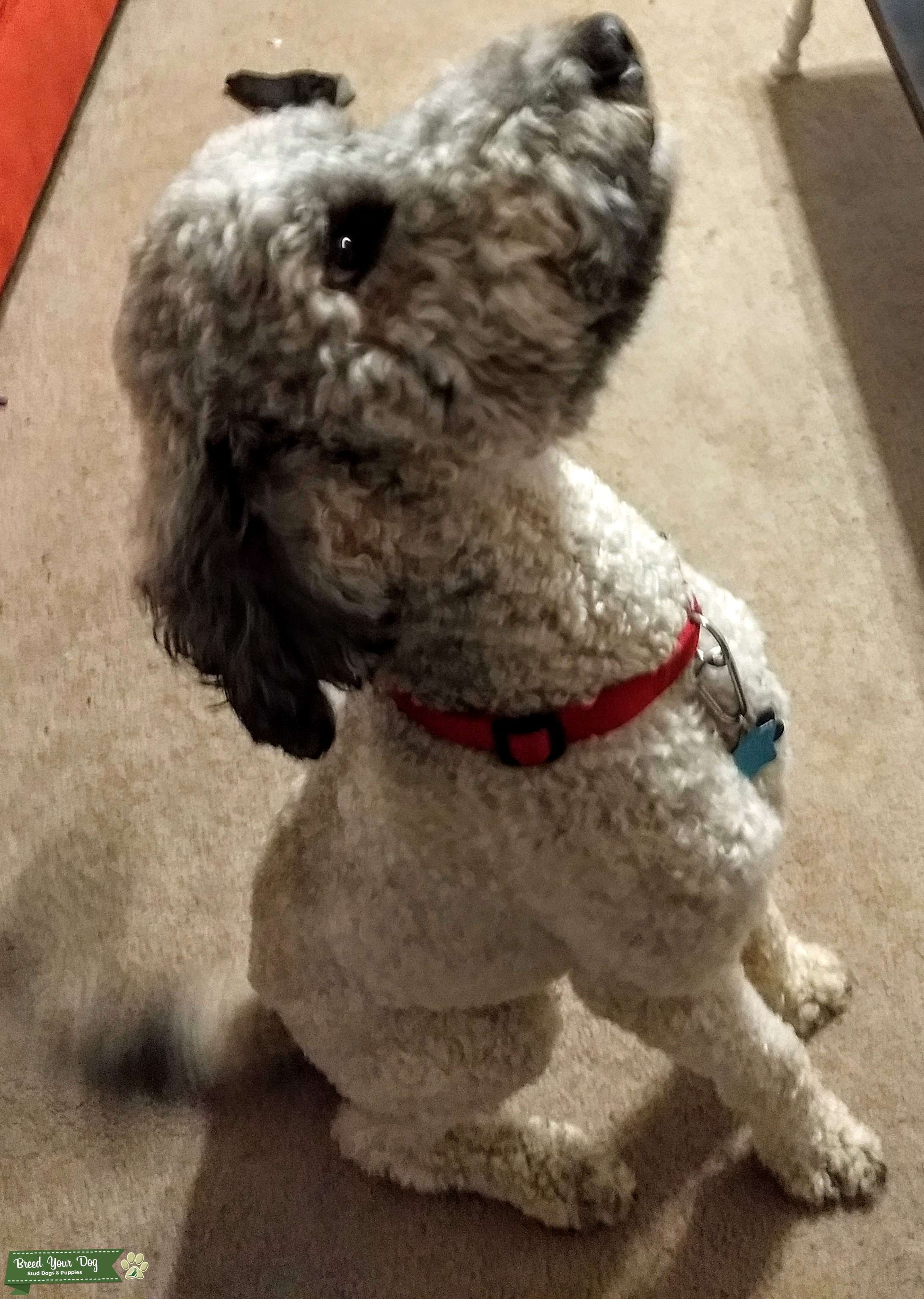 Sable Standard Poodle (Proven) - Stud Dog in Pensacola, the United ...