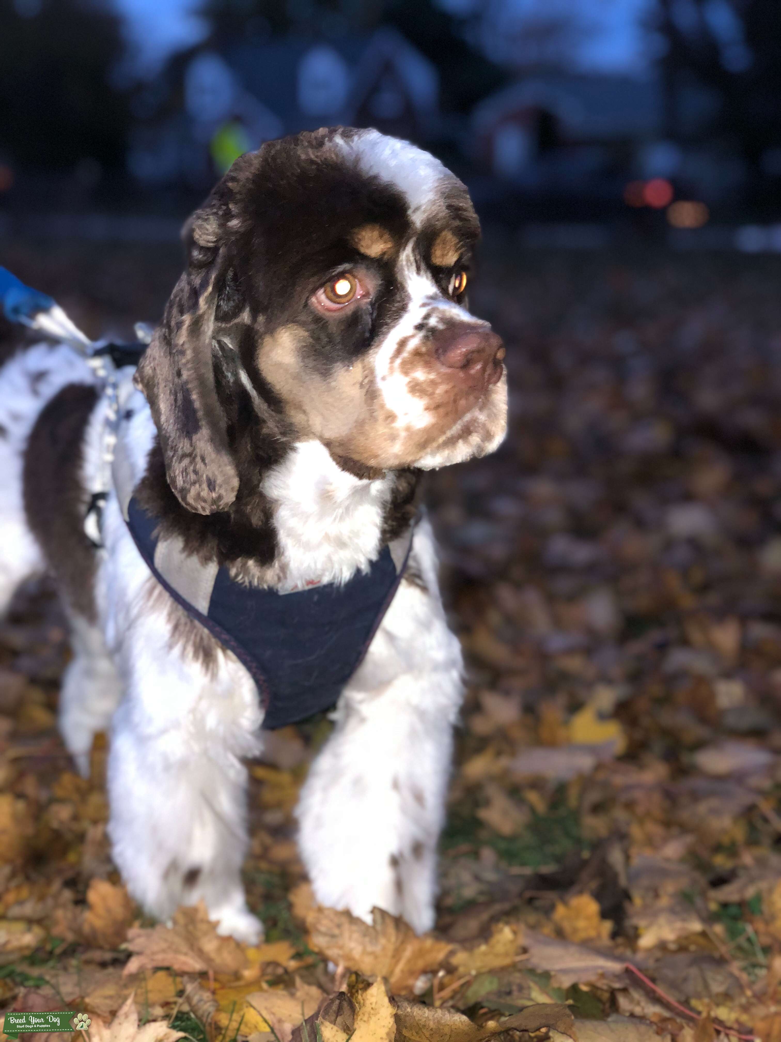 Stud Services - Stud Dog in Michigan , the United States | Breed Your Dog