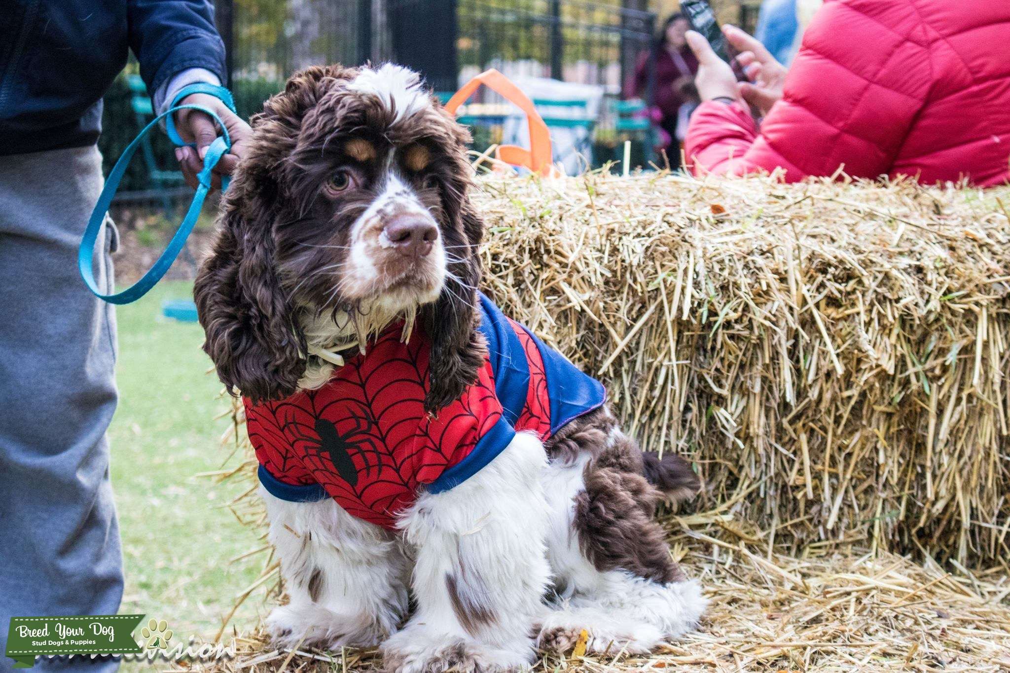 Stud Services - Stud Dog in Michigan , the United States | Breed Your Dog