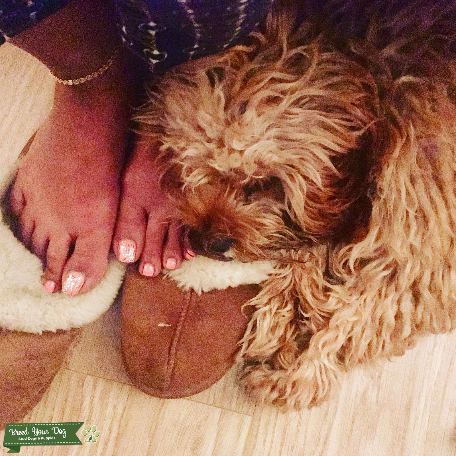 Golden apricot cavapoo available for stud - Stud Dog in North London ...