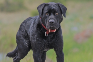 English Black Lab, full bred, strong pedigree, AKC registered - Stud ...
