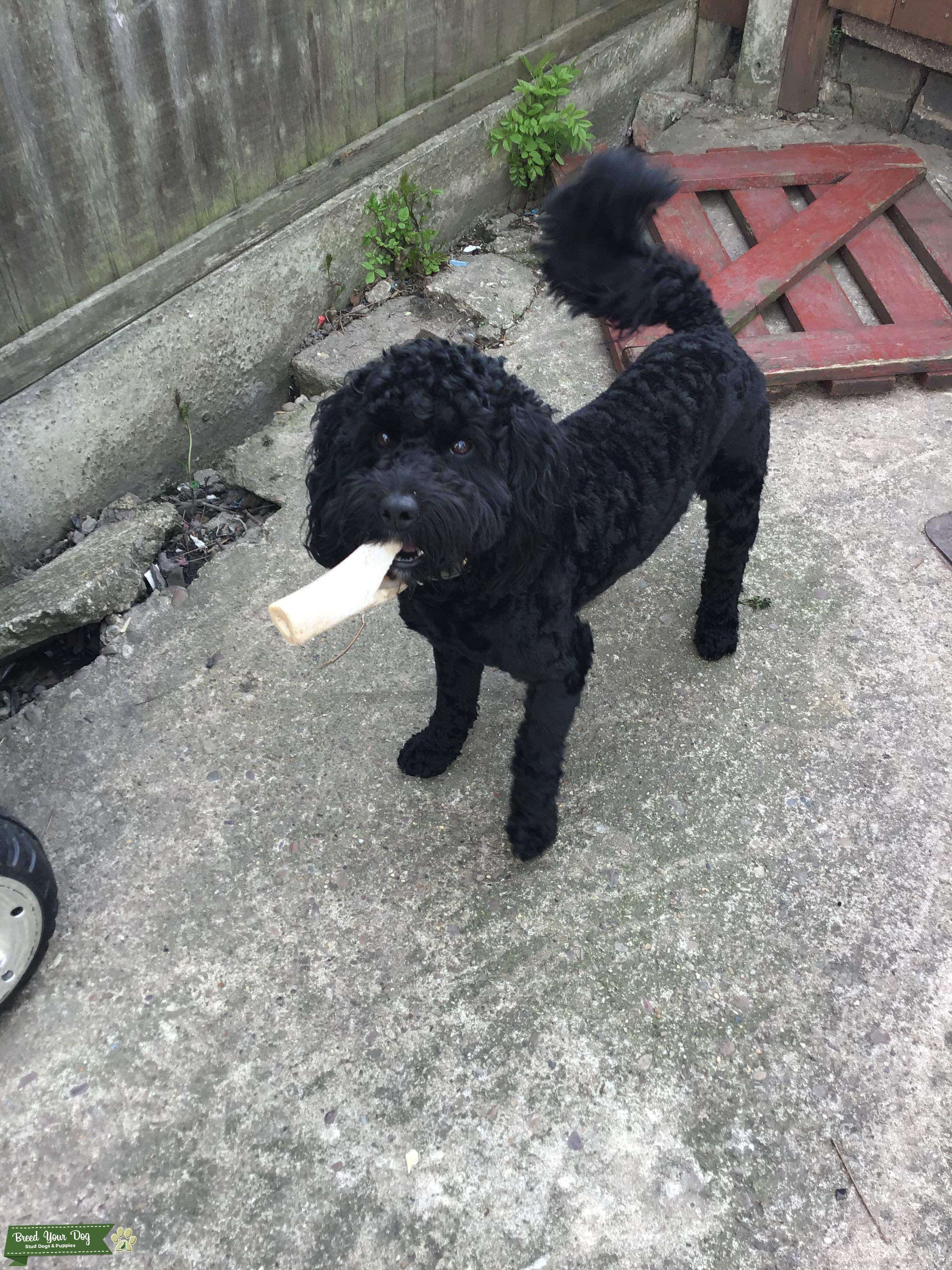 Black cockapoo - Stud Dog in Derbyshire , the United States | Breed ...